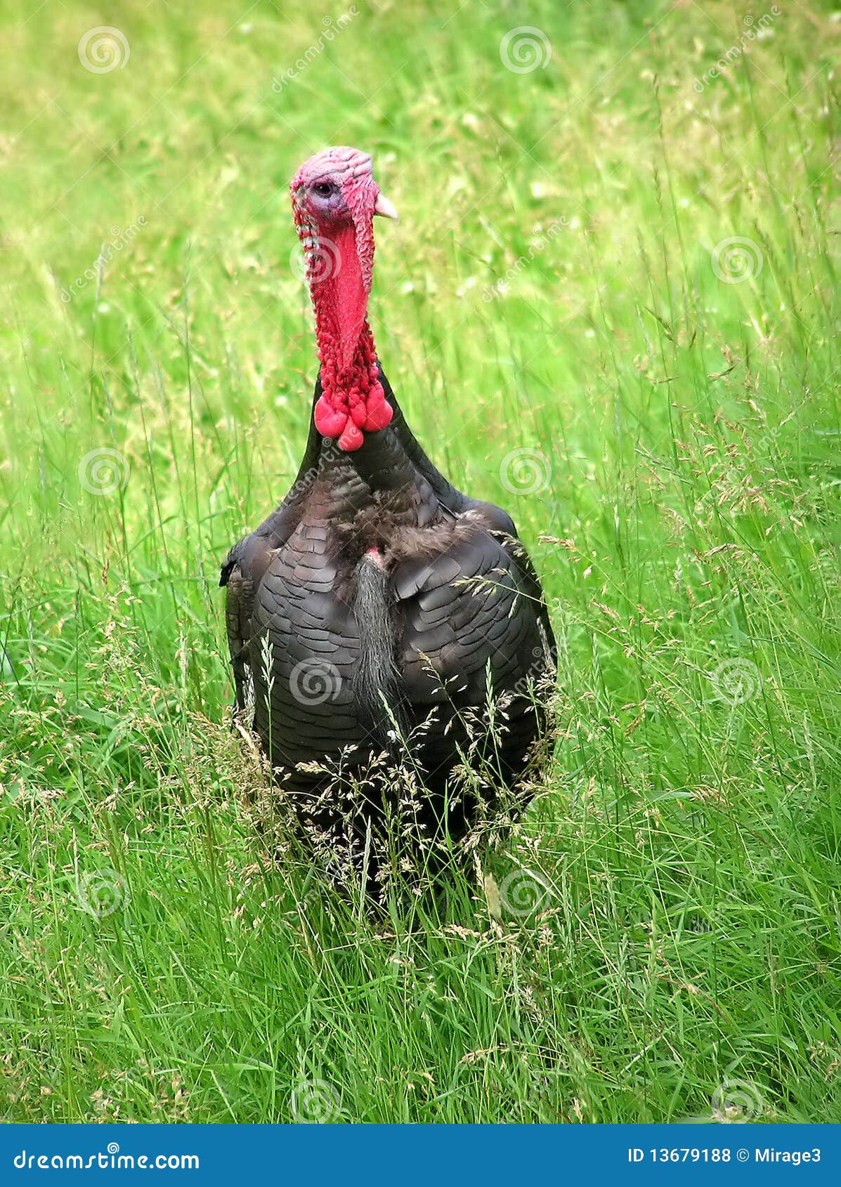 Funny wild turkey stock photo. Image of pilgrim, holiday - 13679188