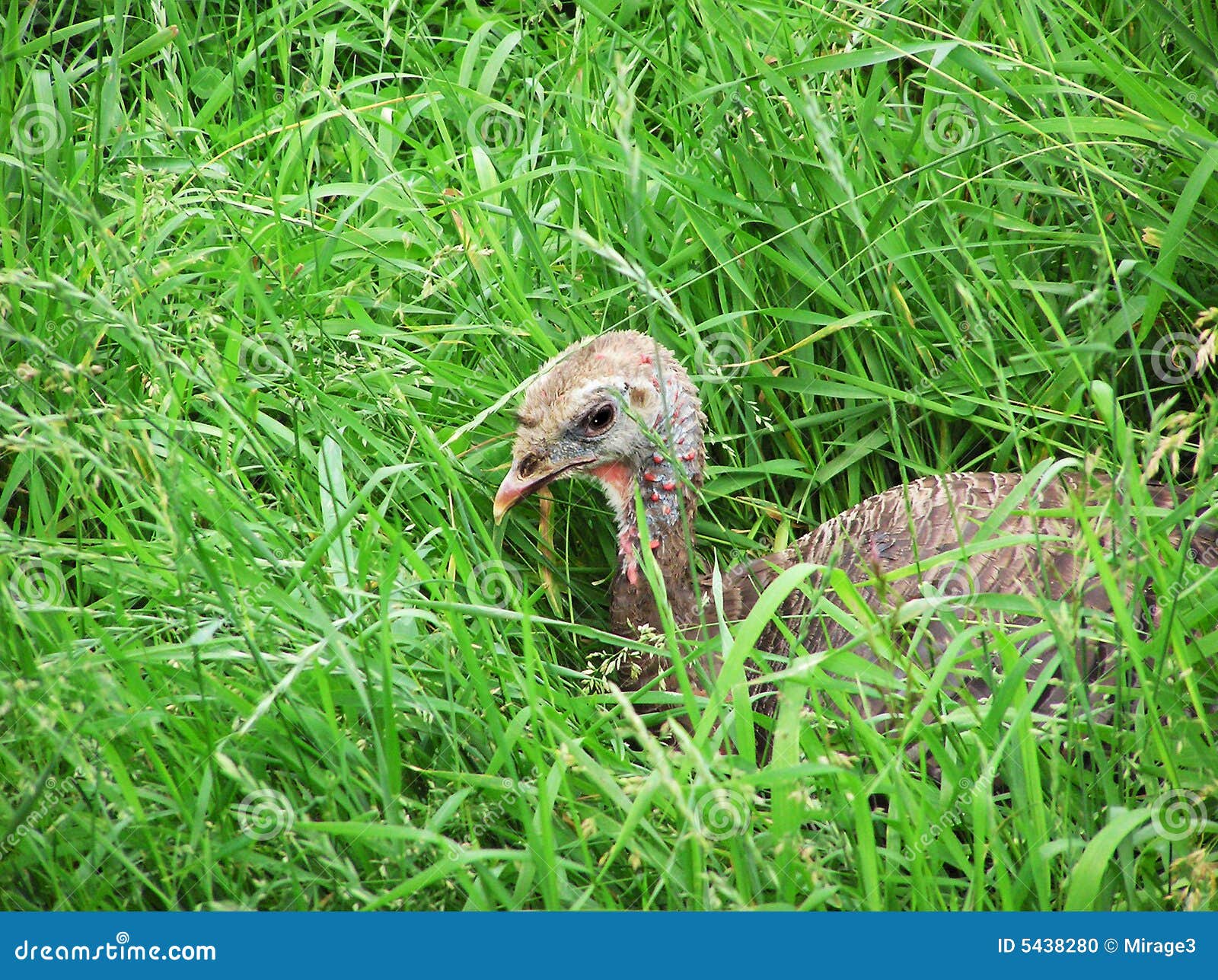 Funny Wild Turkey Chick Looking at Camera Stock Photo - Image of ...