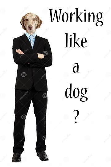 Funny Working Like a Dog Concept Stock Image - Image of concept, black ...