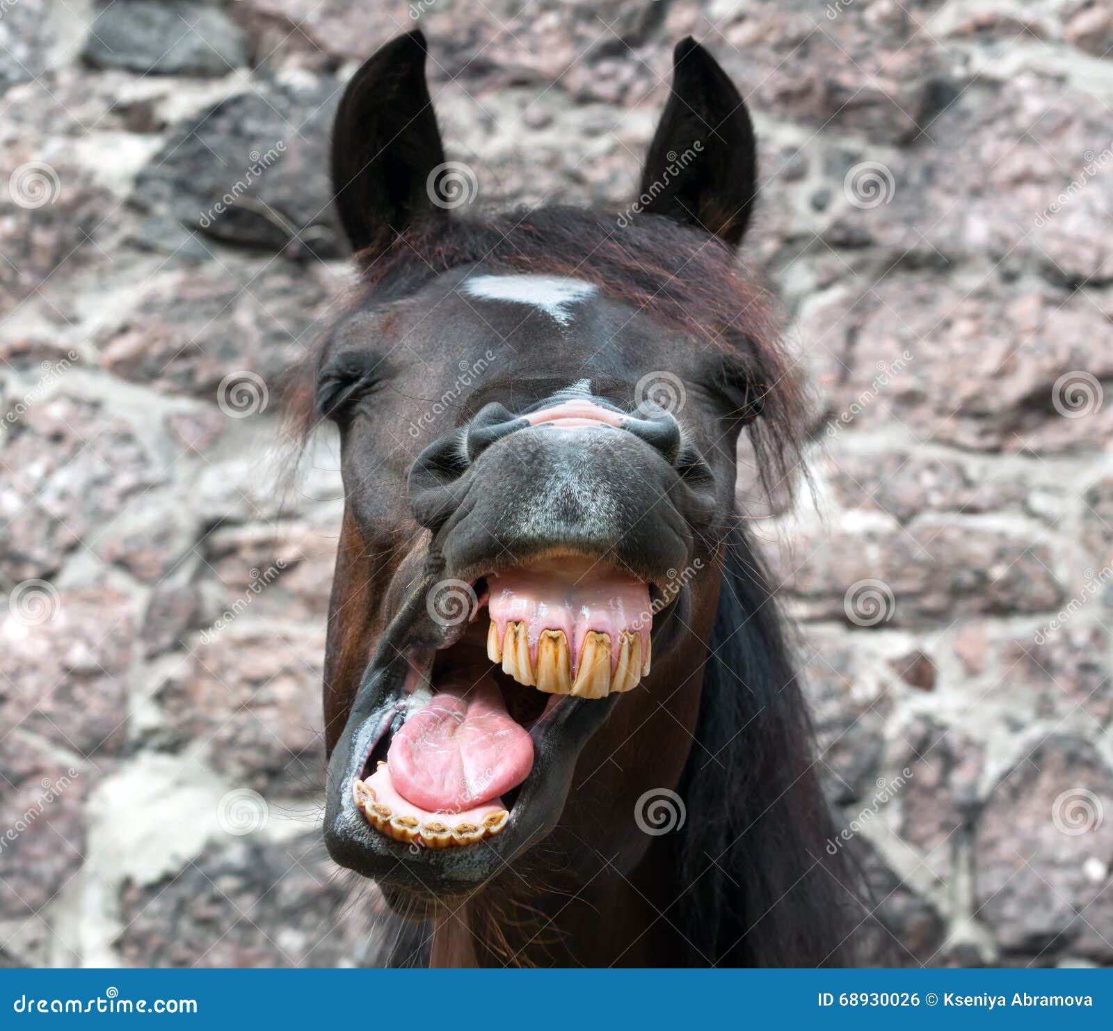 Funny yawning horse stock photo. Image of animal, closeup - 68930026