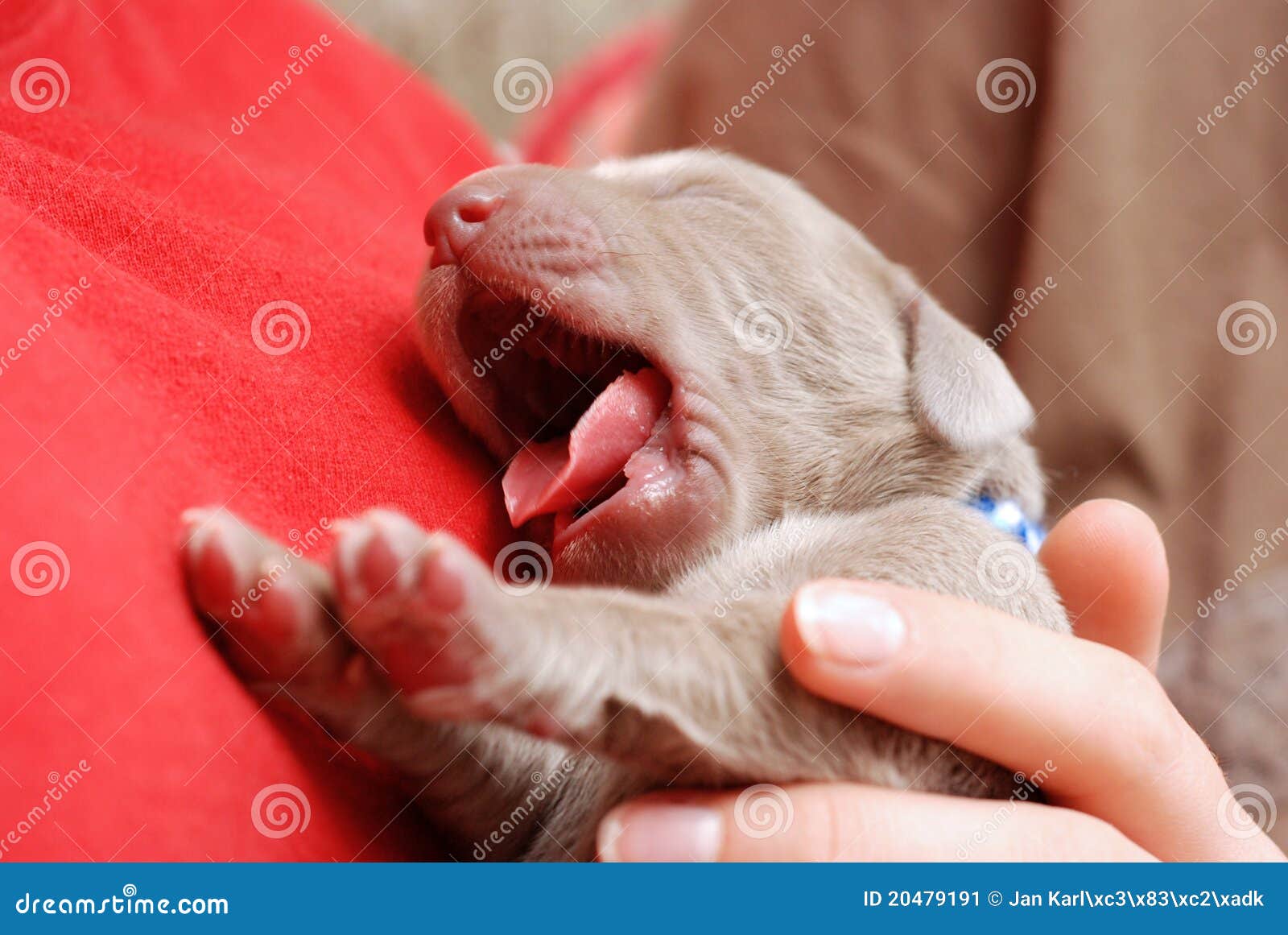 A Weimaraner Puppy With Blue Eyes. Dermatological Problems Of Allergic ...