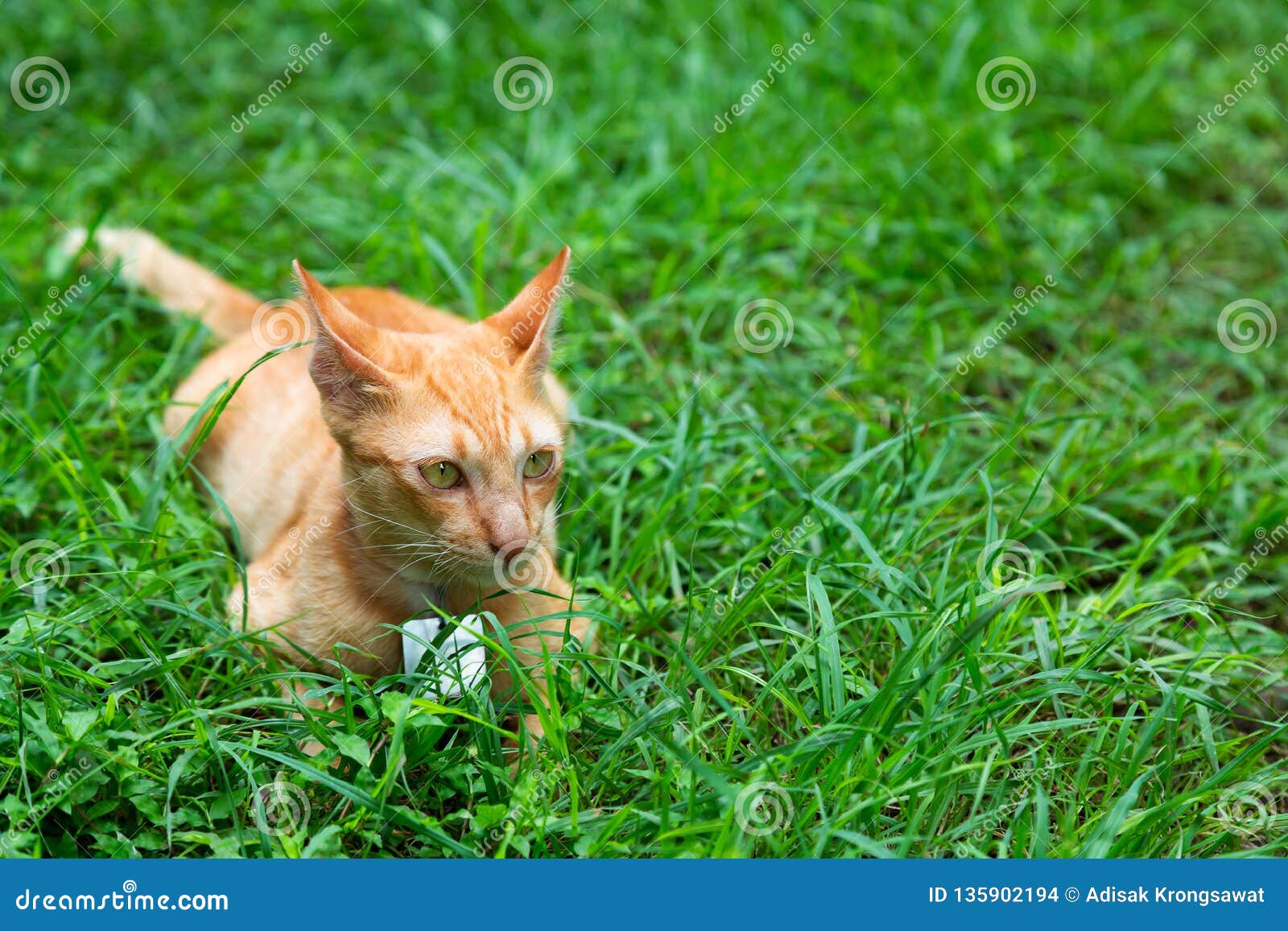 Funny Yellow Cat on the Lawn Stock Photo - Image of nature, little ...