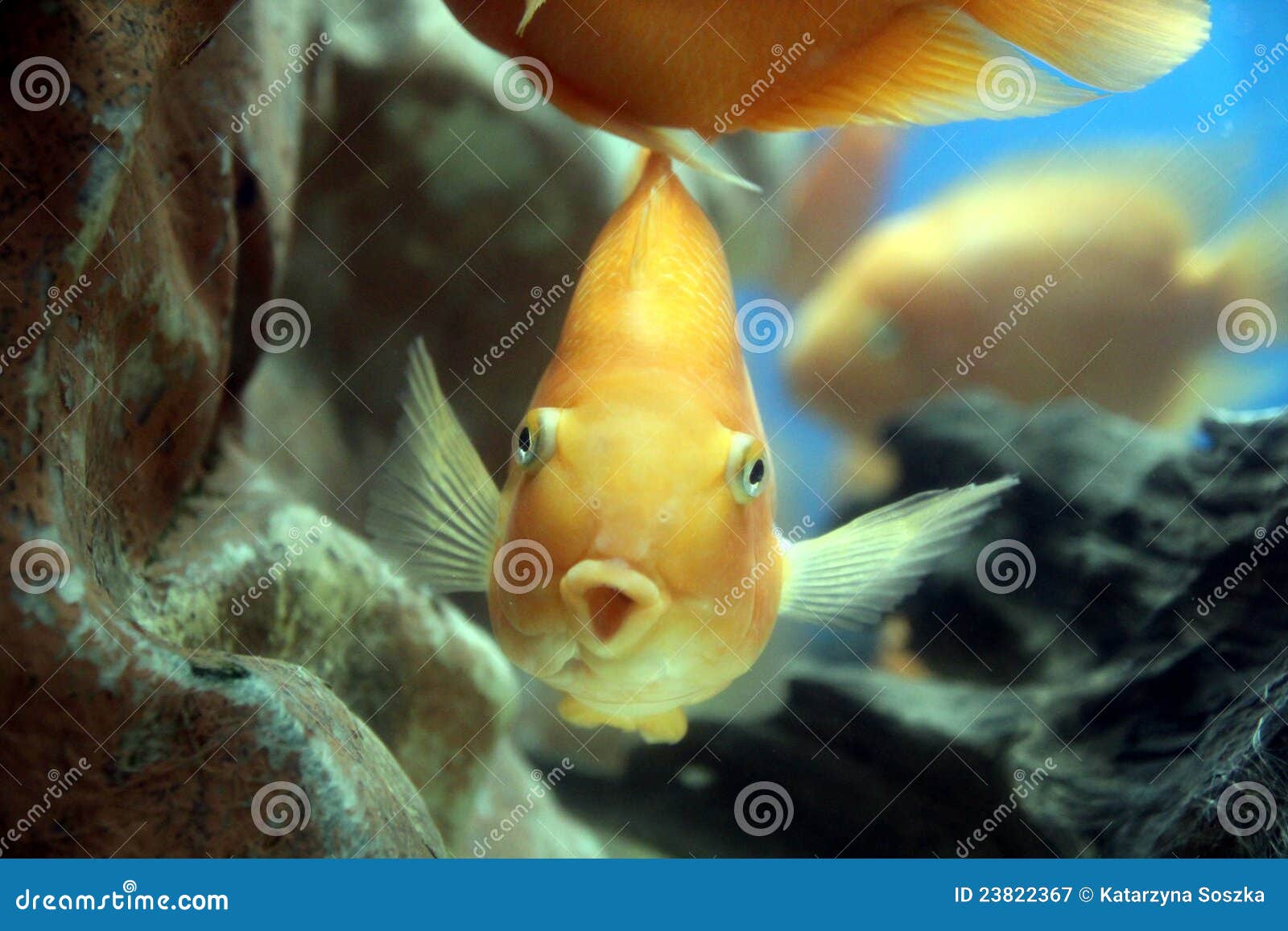Funny yellow fish stock image. Image of ocean, fish, marine - 23822367