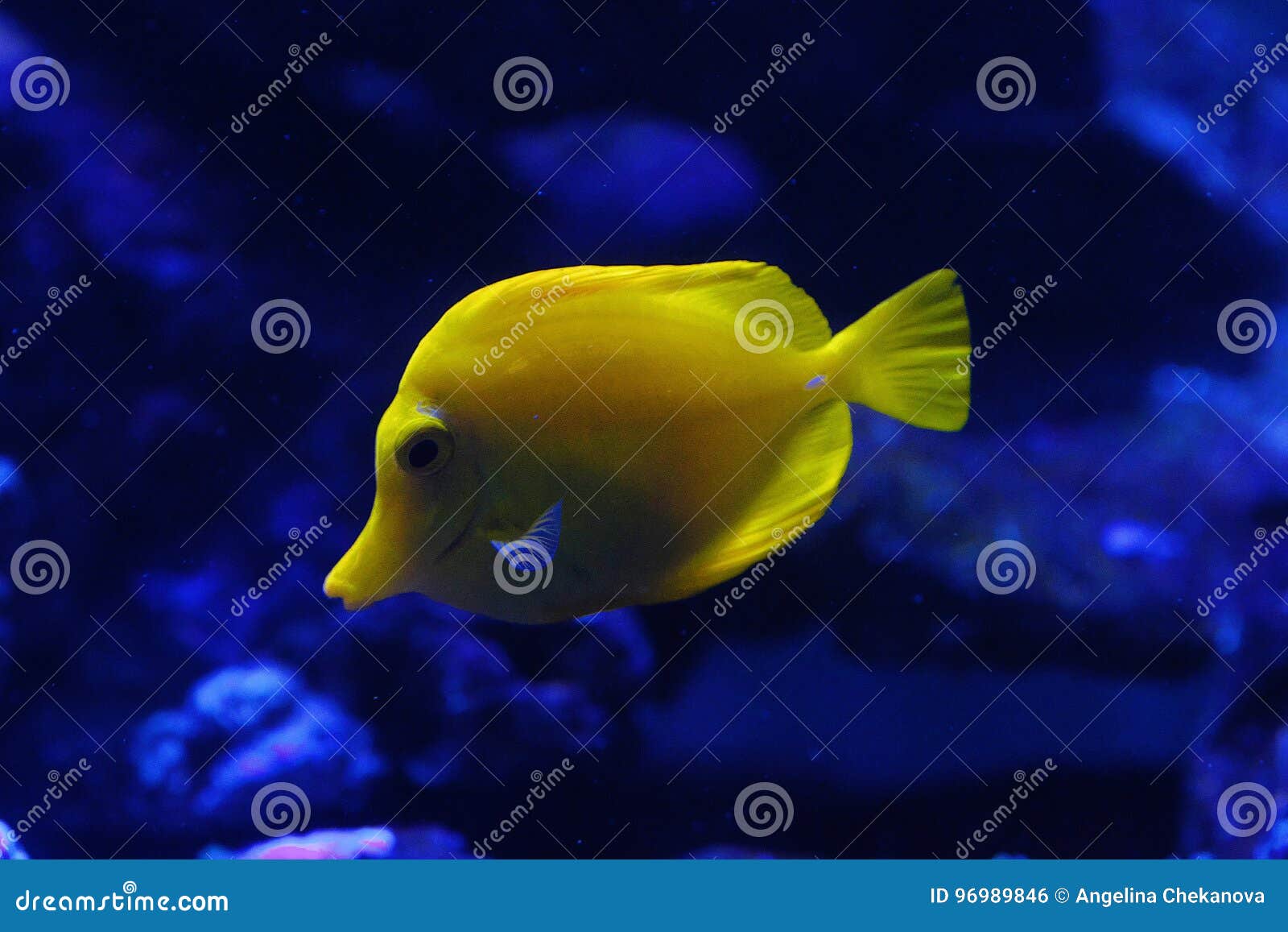 Funny Yellow Fish in Blue Aquarium View Stock Photo - Image of funny ...