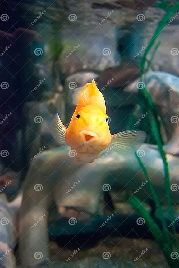 Funny yellow fish stock image. Image of aquatic, ocean - 32885413