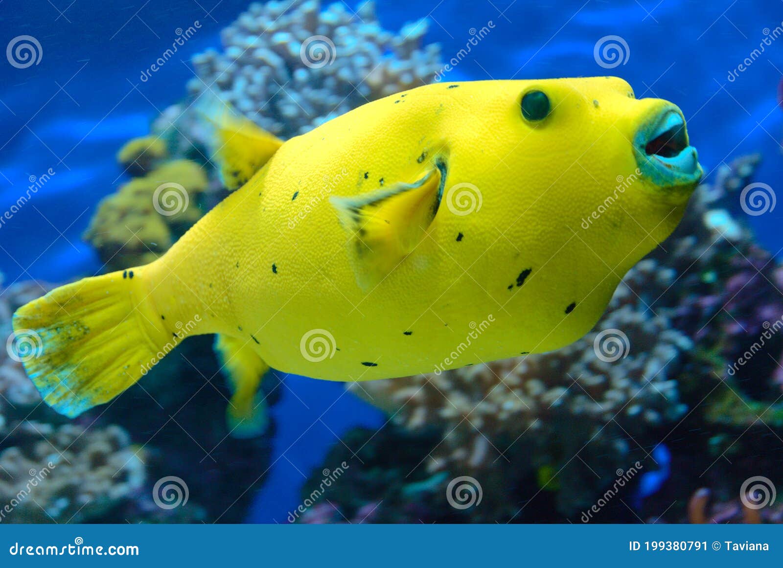 Funny yellow fish. stock image. Image of nature, water - 199380791