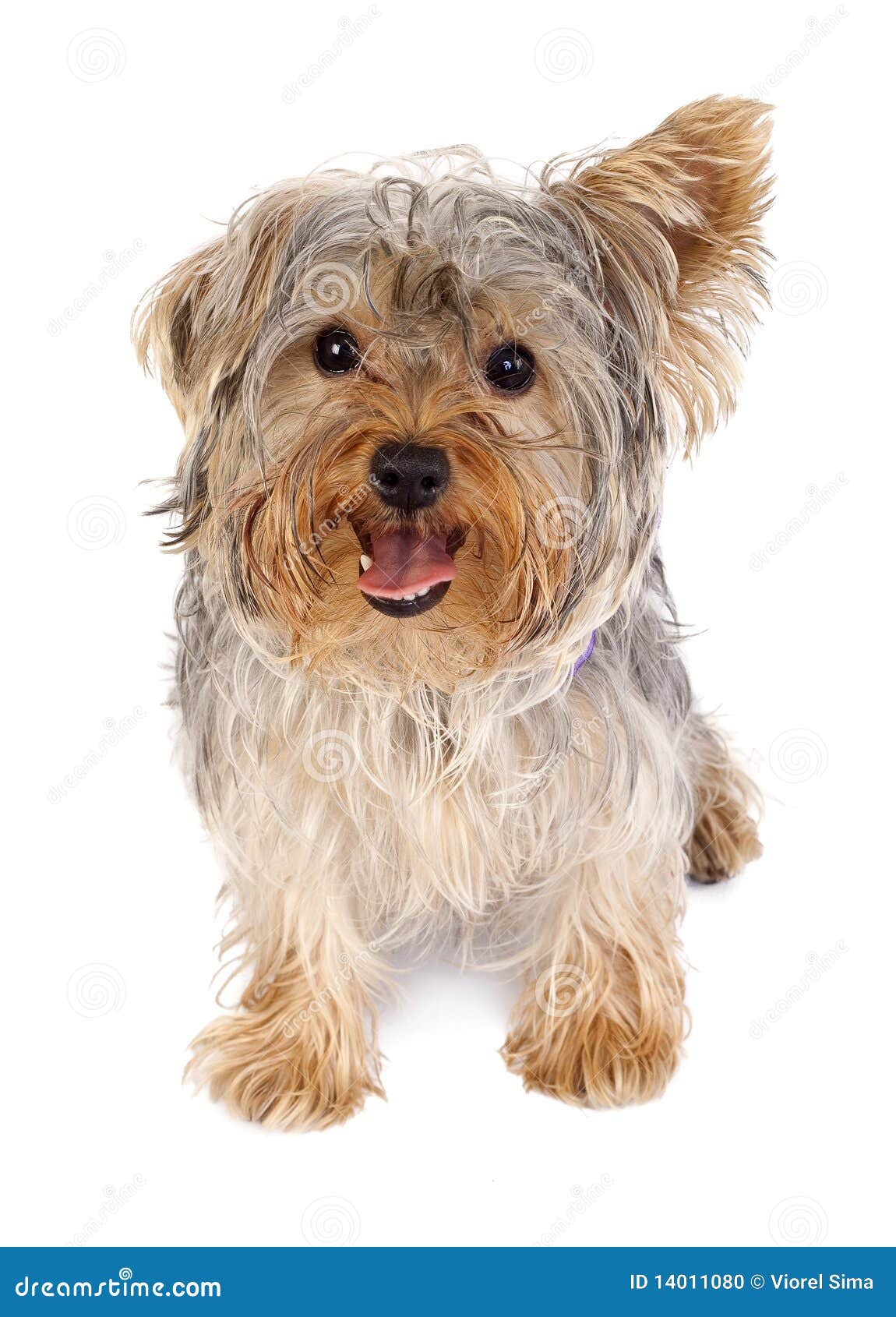 Funny yorkie stock photo. Image of look, brown, breed - 14011080