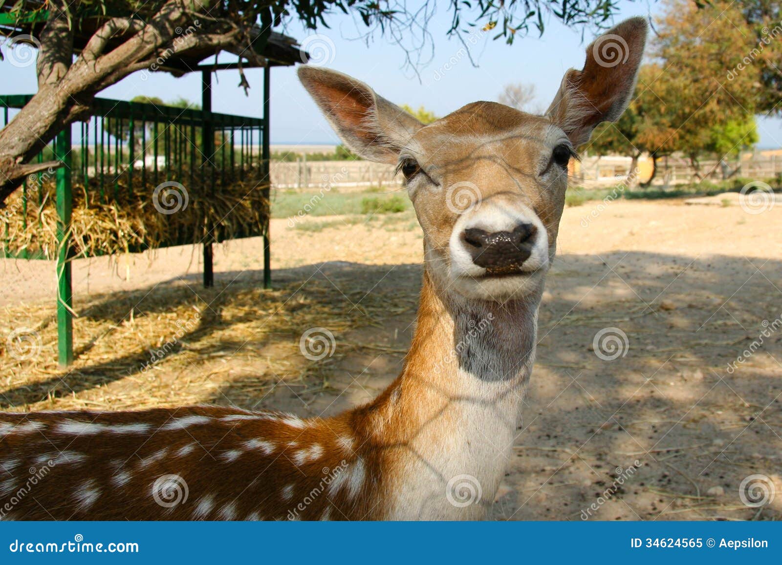 Funny Young deer stock image. Image of fawn, mediterranean - 34624565