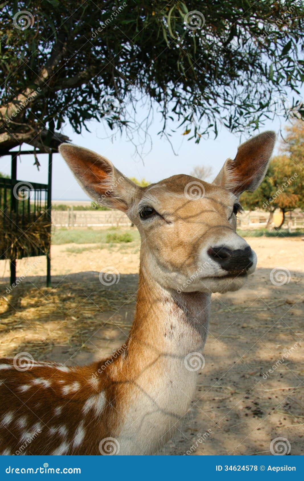 Funny Young deer stock photo. Image of shoreline, effect - 34624578
