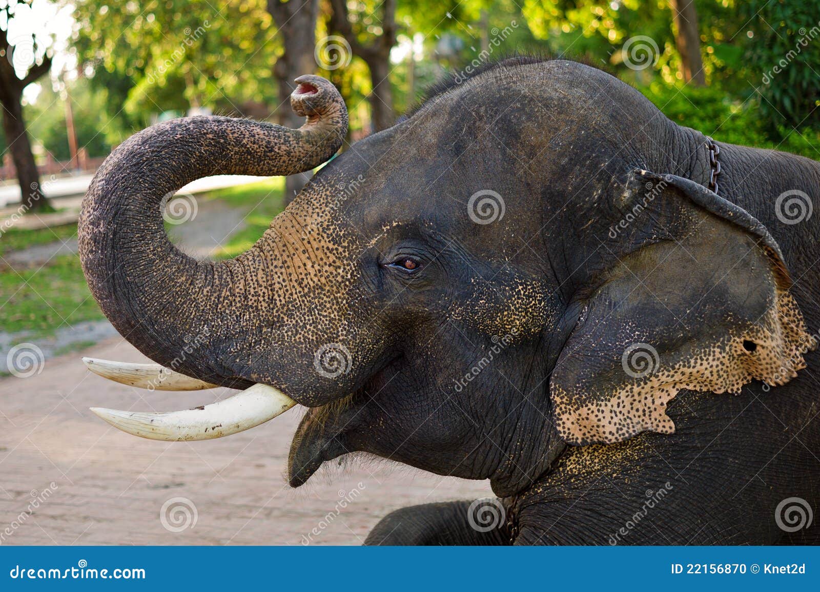 Funny young elephant stock photo. Image of herbivore - 22156870