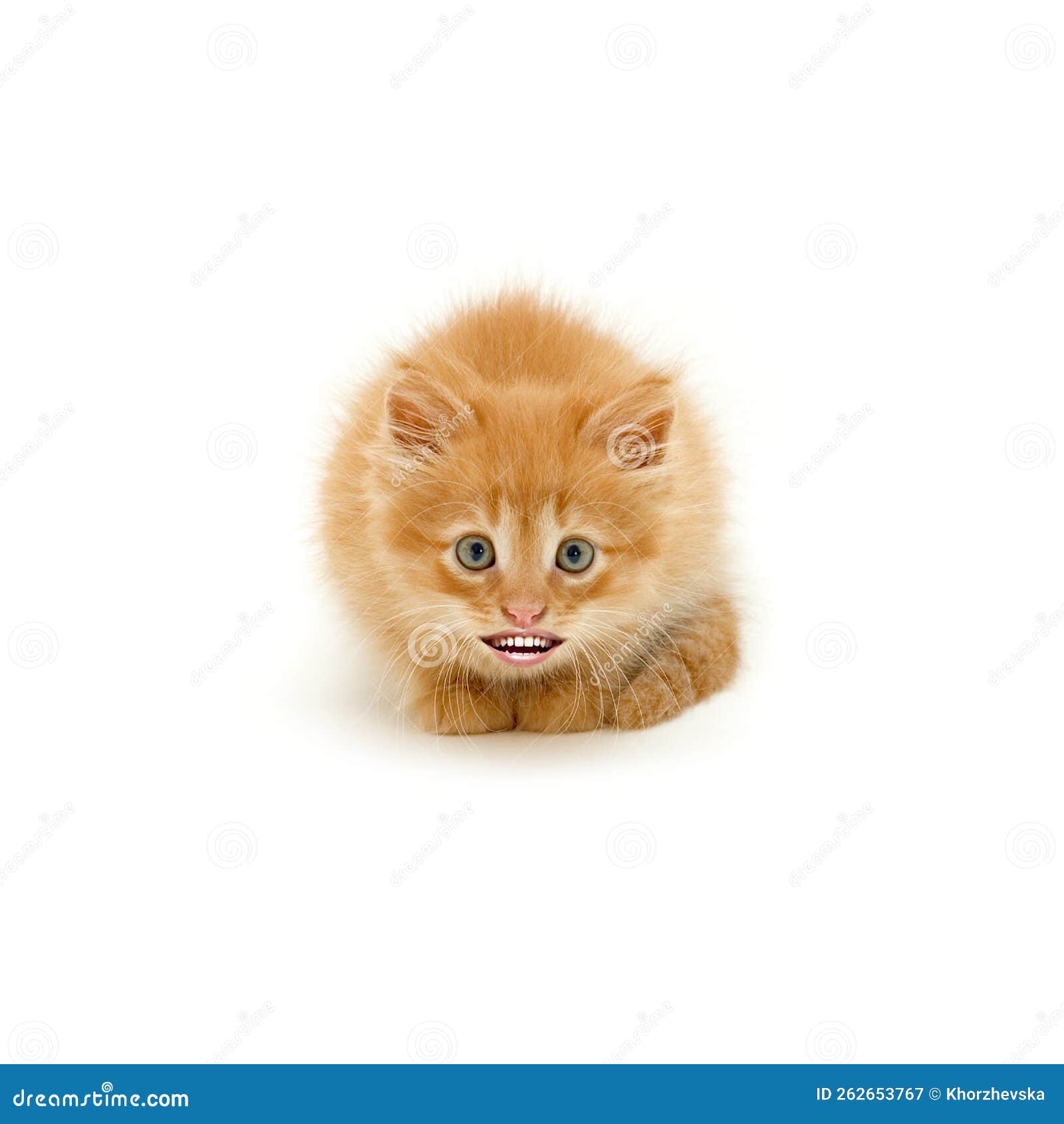 Funny Young Ginger Cat with Human Smile Looking at Camera and Happy ...