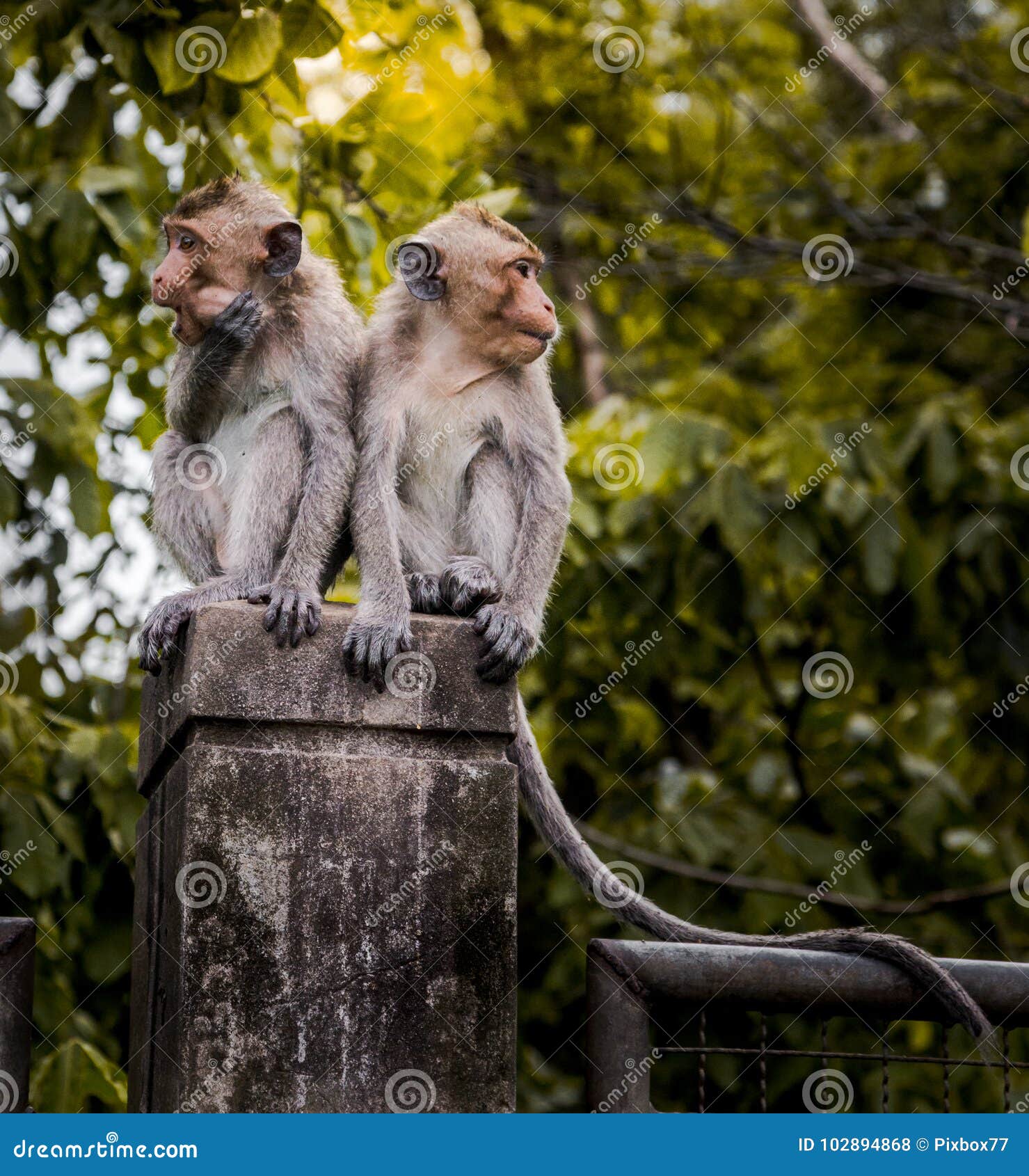 Funny Young Monkey Climbing on Wall Stock Photo - Image of lighting ...