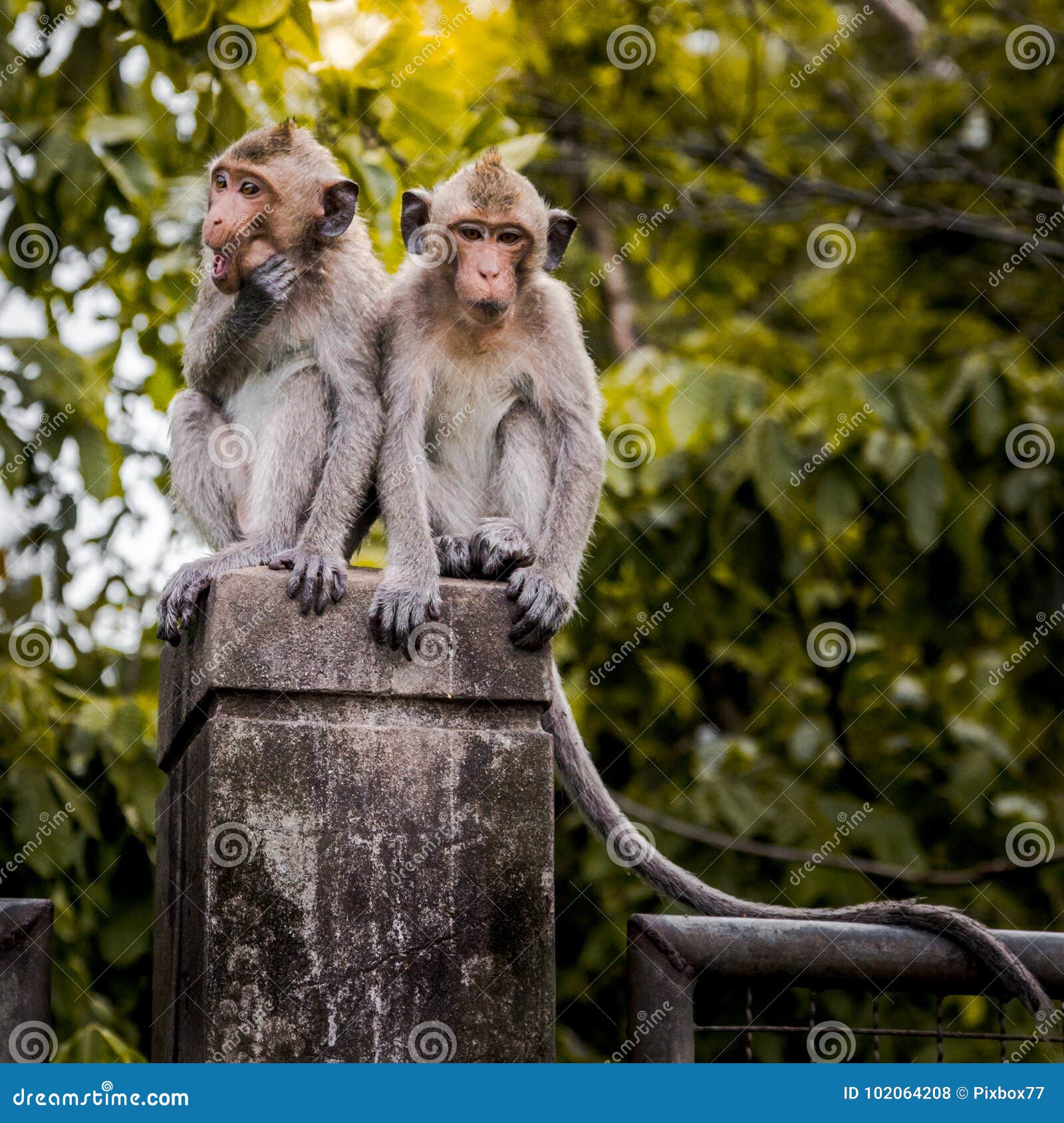 Funny Young Monkey Climbing on Wall Stock Photo - Image of mammal ...
