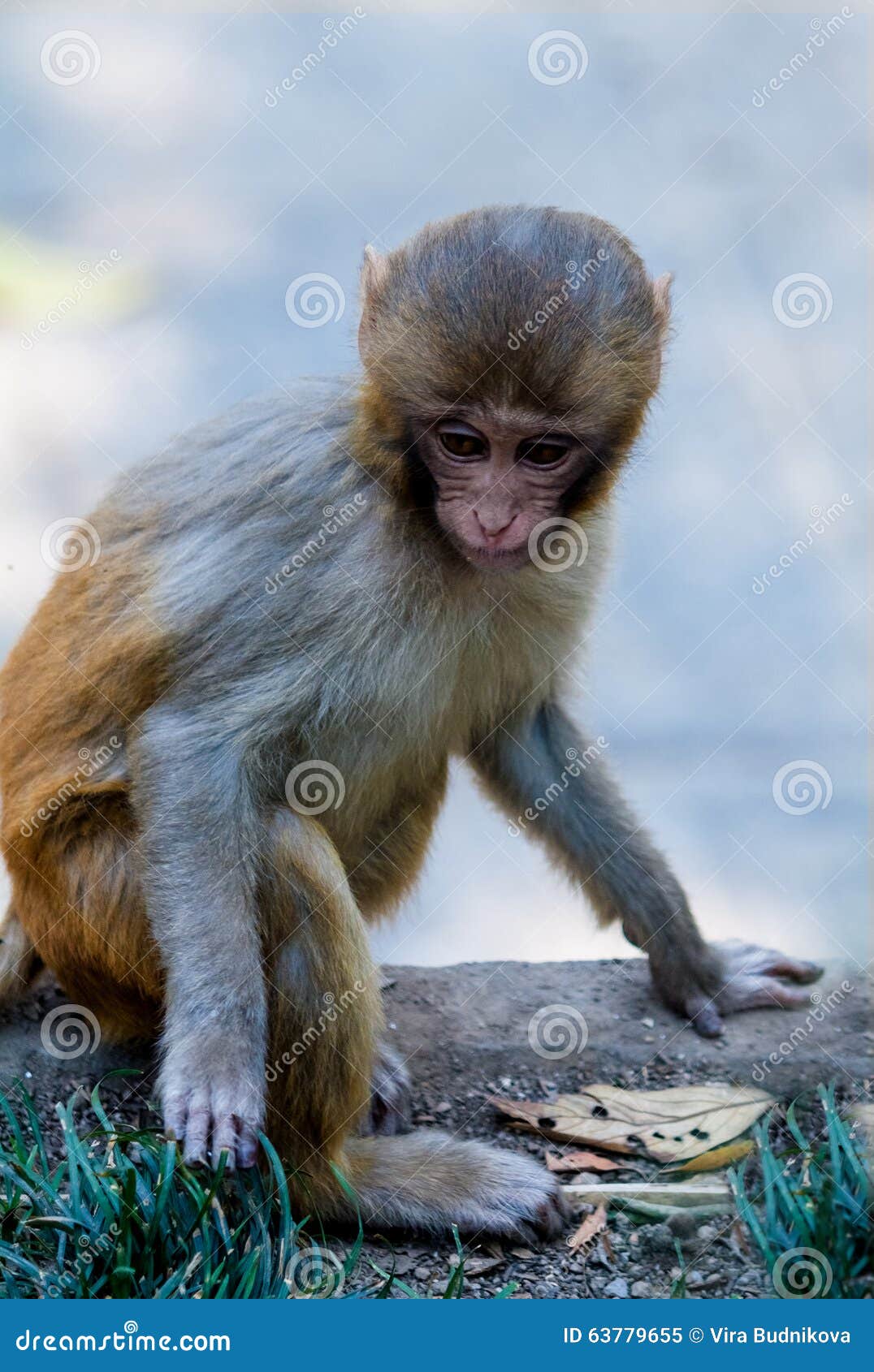 Funny Young Monkey at the Edge of the Observation. Stock Image - Image ...