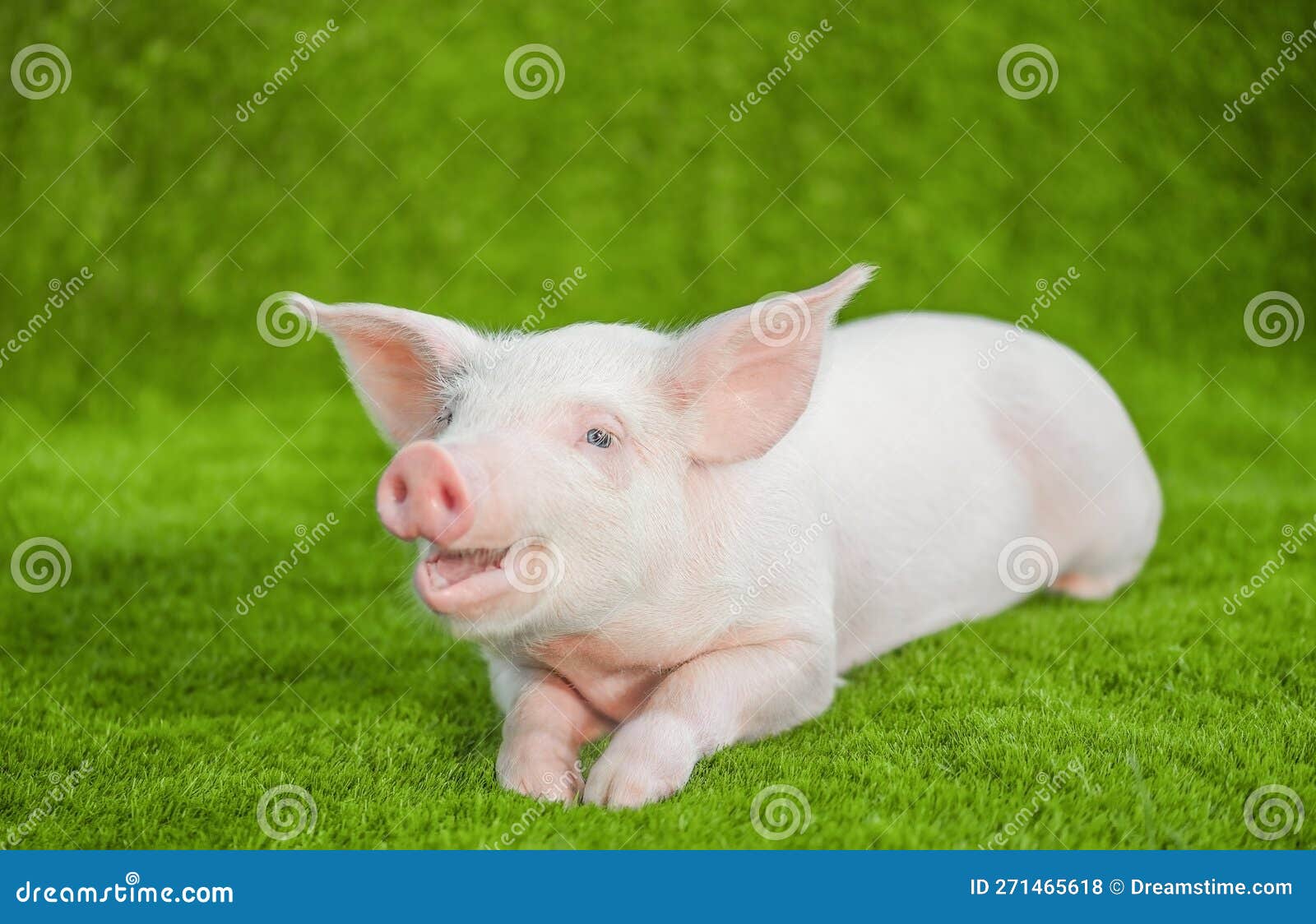Funny Young Pig with a Smile Lying on the Green Grass. Stock Photo ...