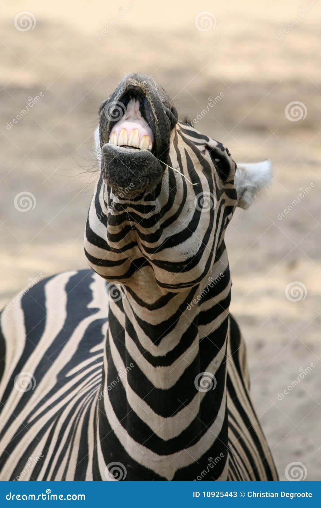 Funny Zebra stock image. Image of pattern, detail, zebras - 10925443
