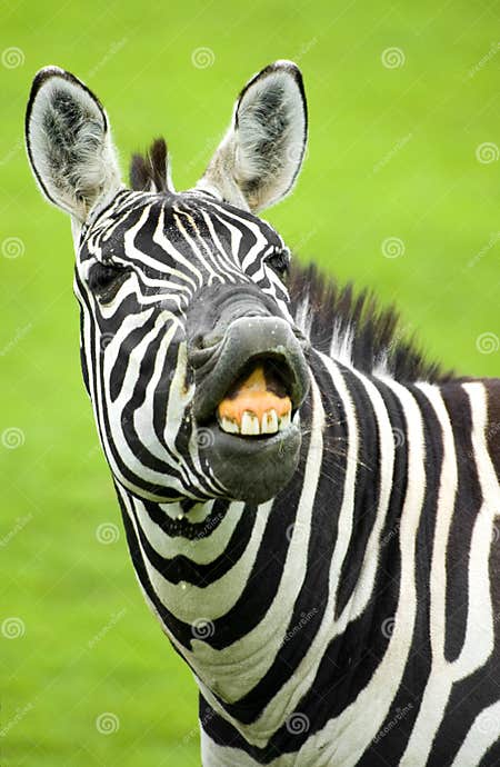 Funny zebra stock photo. Image of teeth, mammal, grinning - 5683794