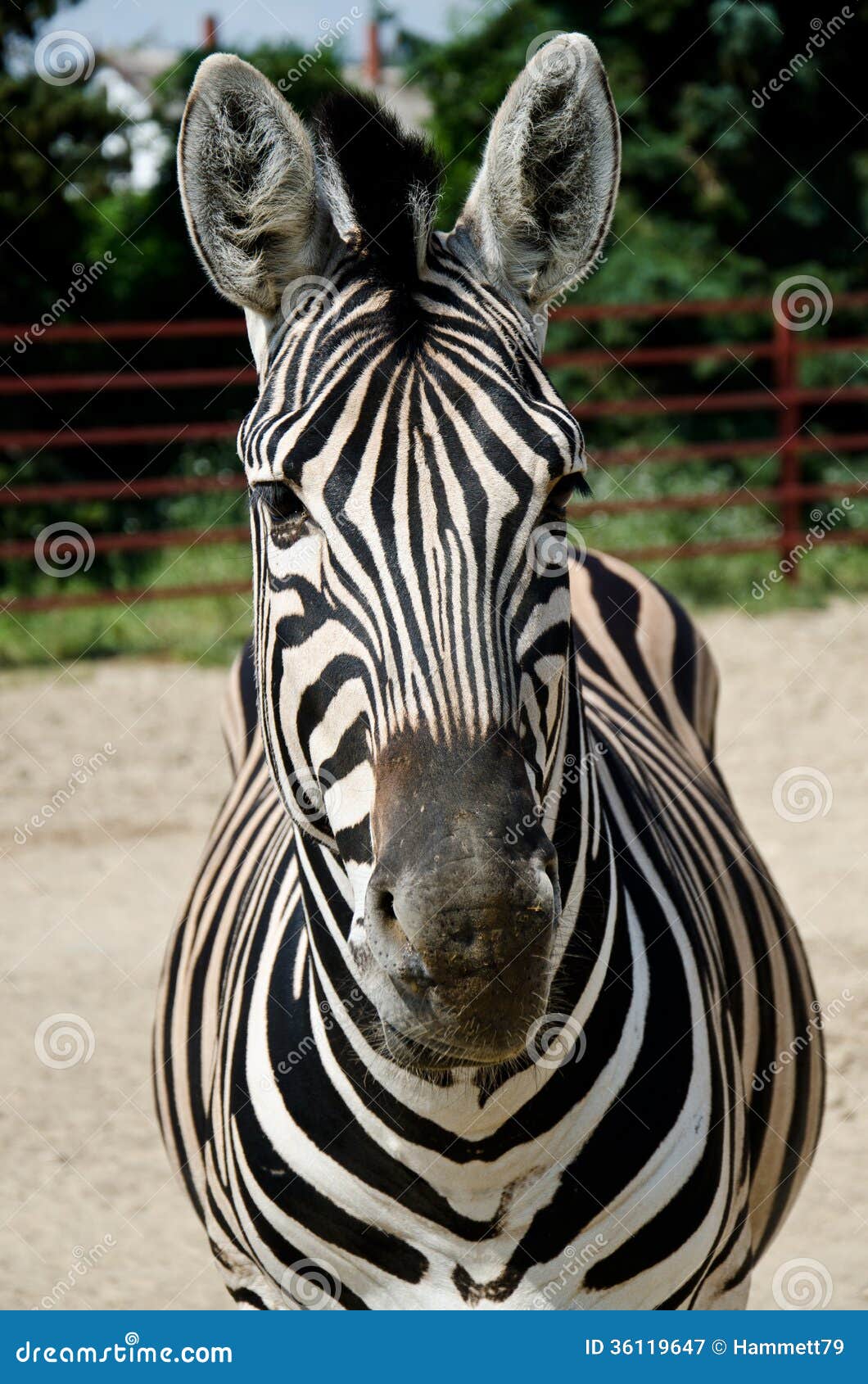 Funny Zebra Royalty Free Stock Photography - Image: 36119647