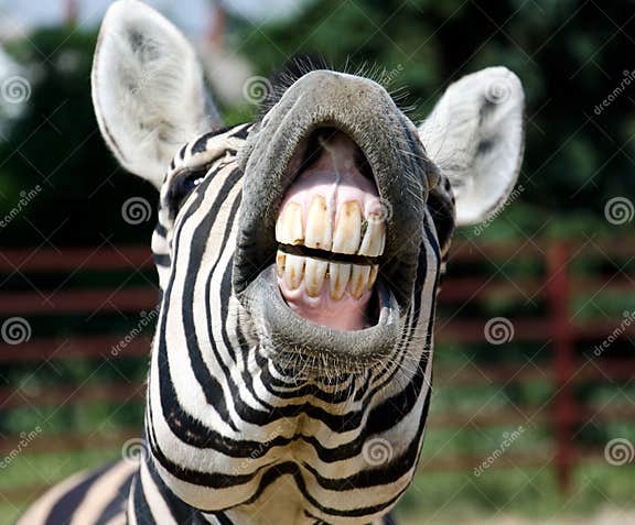 Funny zebra stock photo. Image of zebras, stripes, funny - 32087864