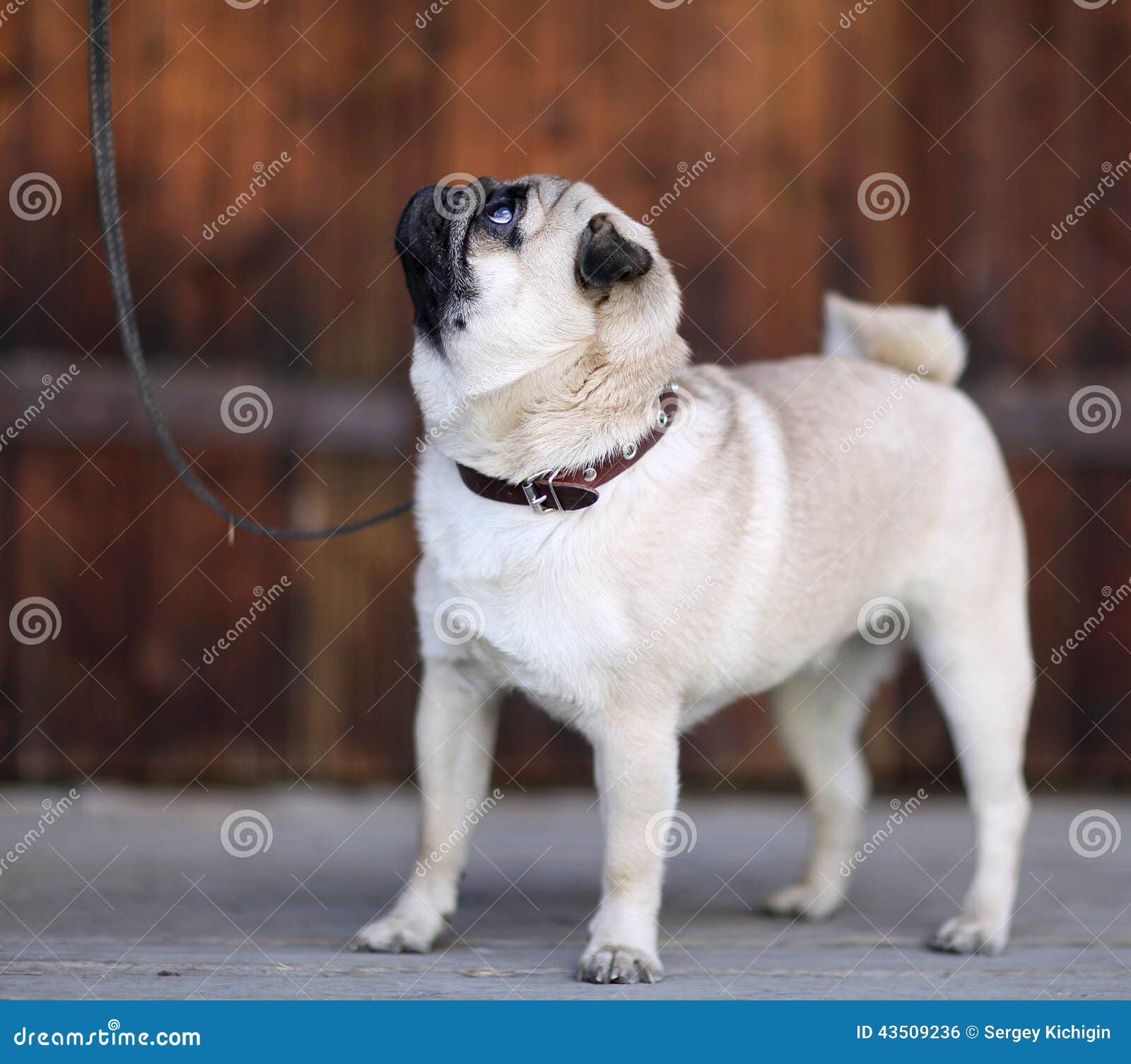Funy smiling white pug dog stock photo. Image of snout - 43509236