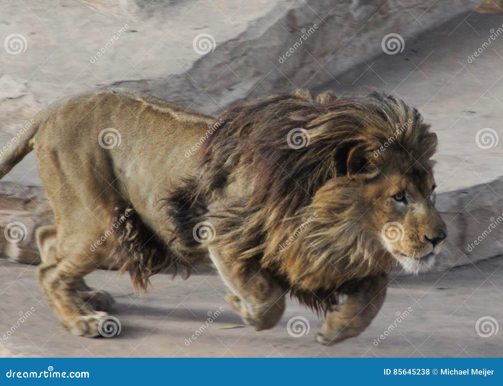 Funzionamento Africano Del Leone Fotografia Stock - Immagine di ...