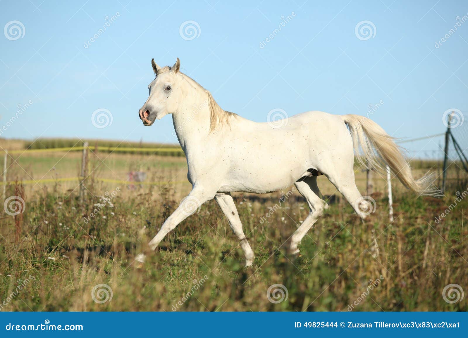Funzionamento Arabo Stupefacente Dello Stallone Fotografia Stock ...
