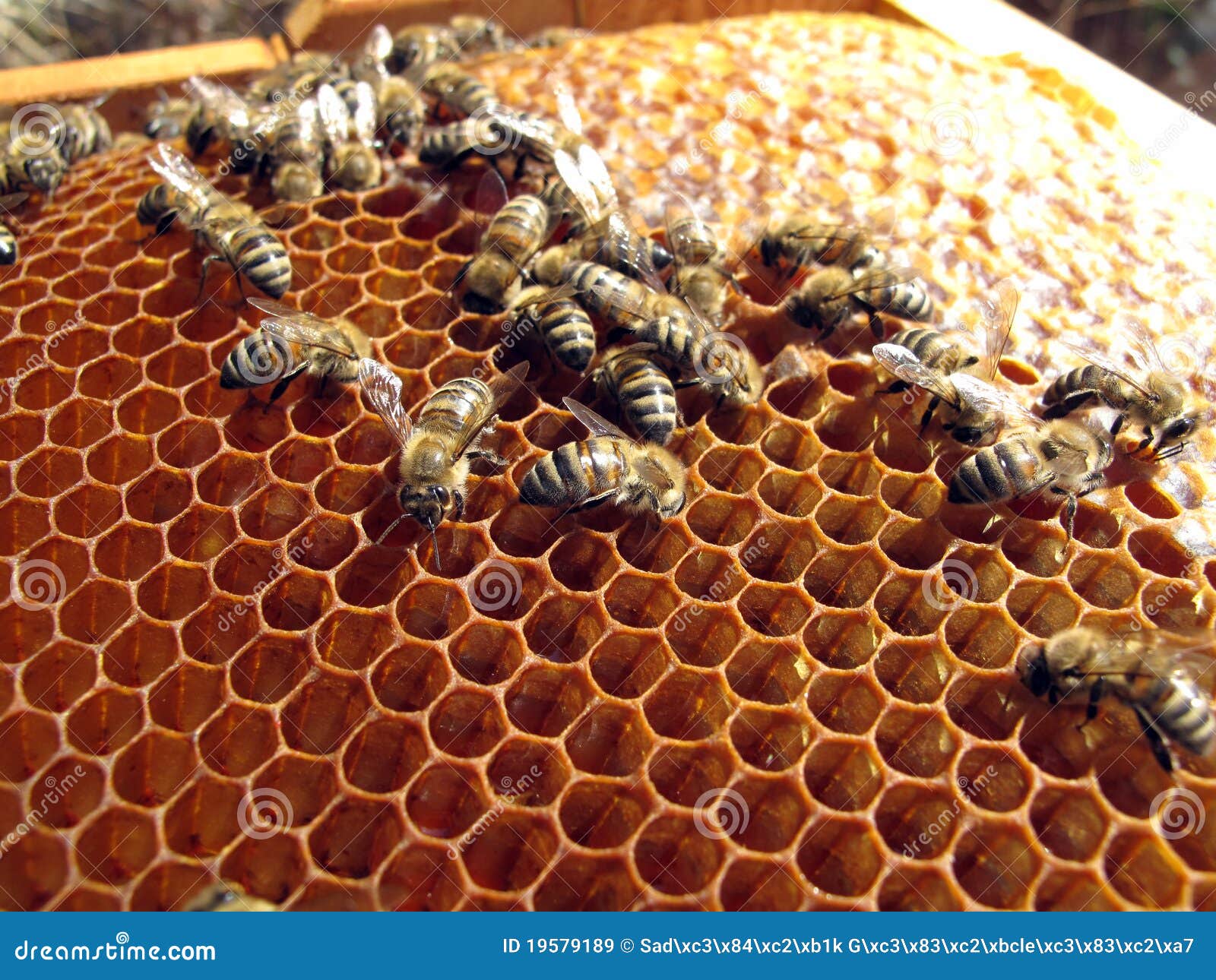 Funzionamento degli api immagine stock. Immagine di antecedenti - 19579189