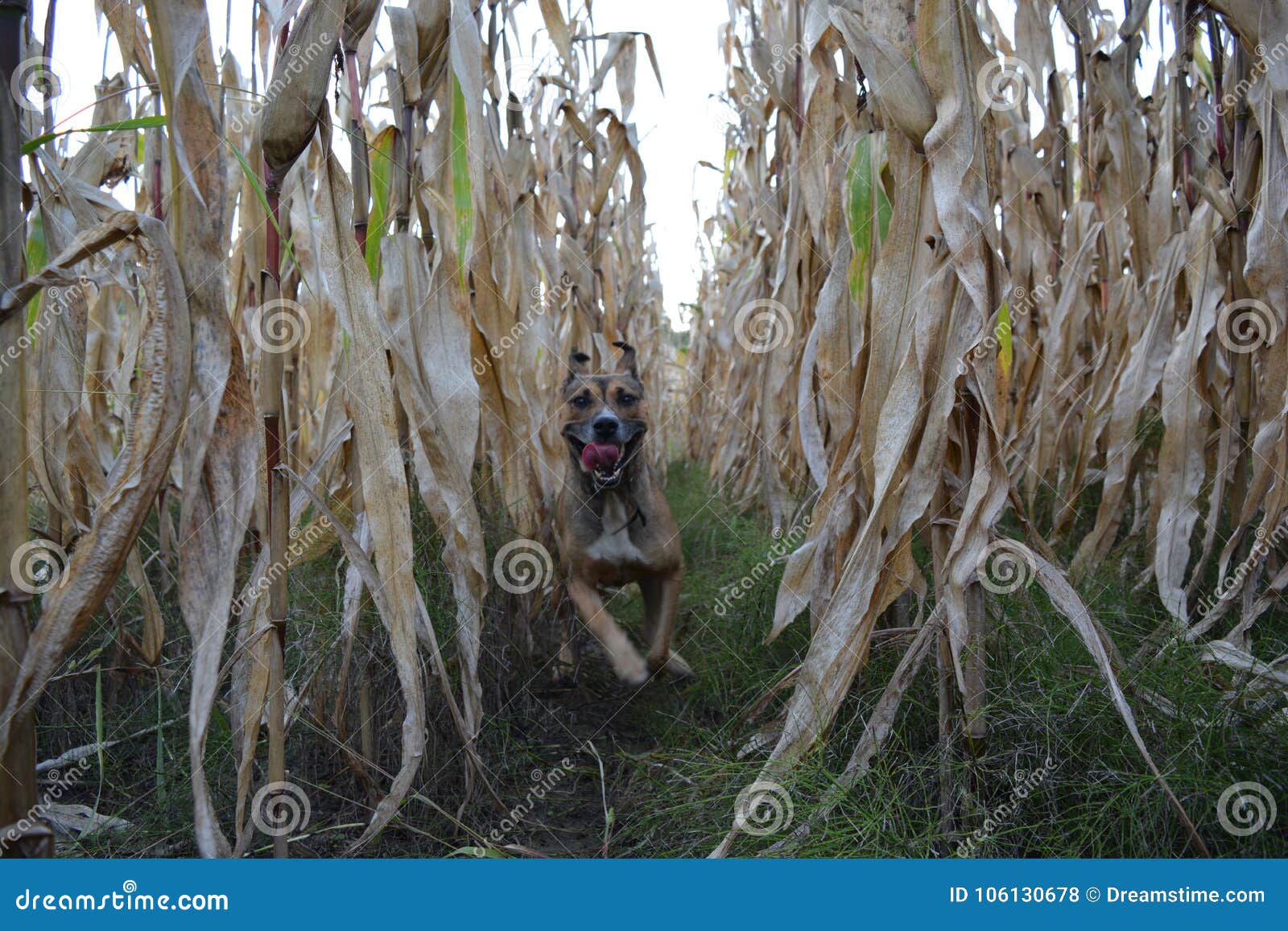 Funzionamento Del Cane, Campo Di Mais Fotografia Stock - Immagine di ...