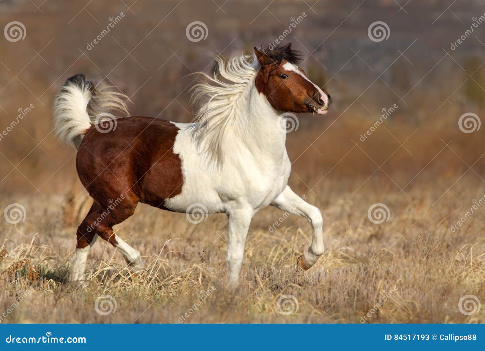 Funzionamento Del Cavallo Del Pinto Immagine Stock - Immagine di libero ...