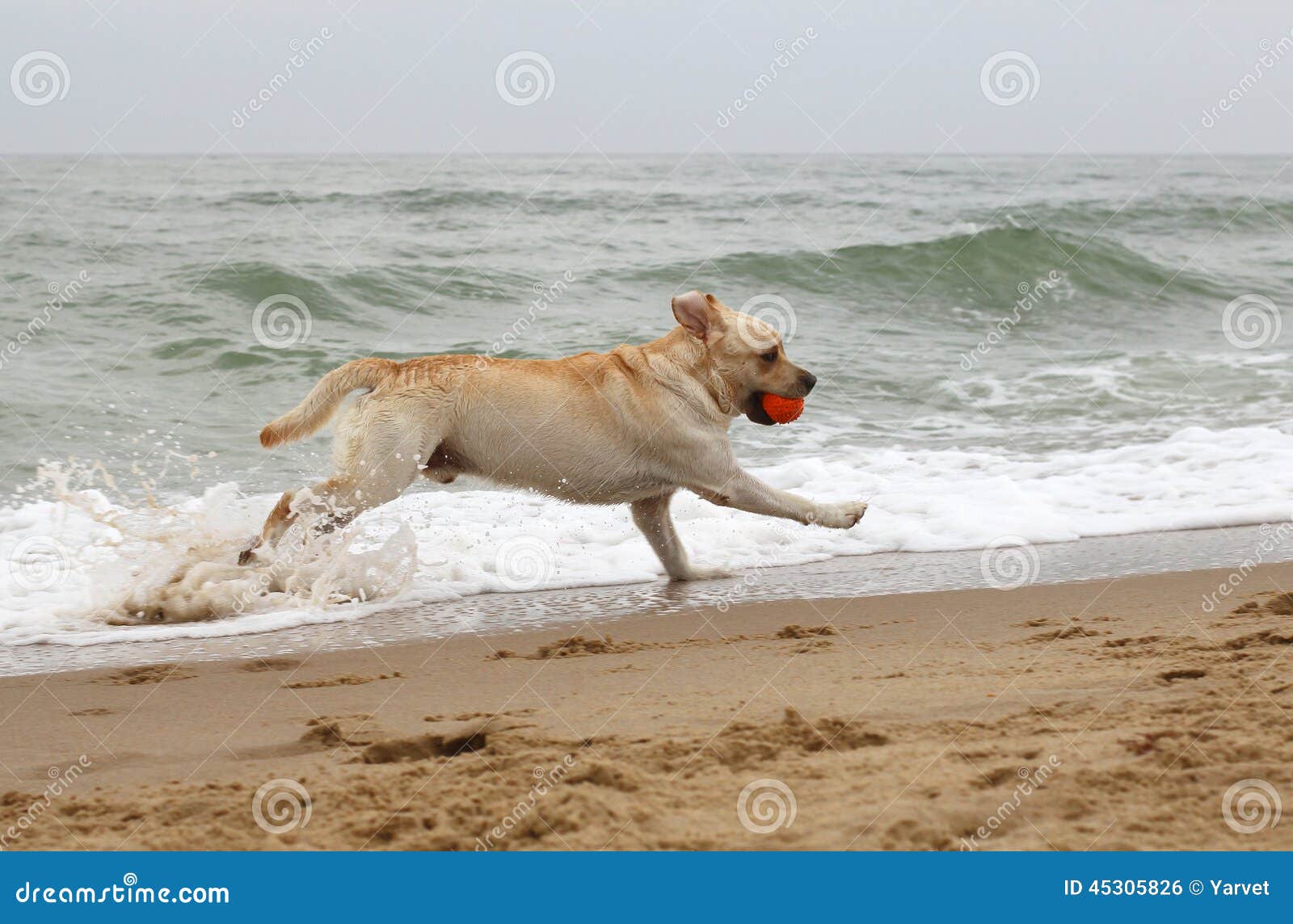 Funzionamento Di Labrador Al Mare Con Una Palla Arancio Fotografia ...
