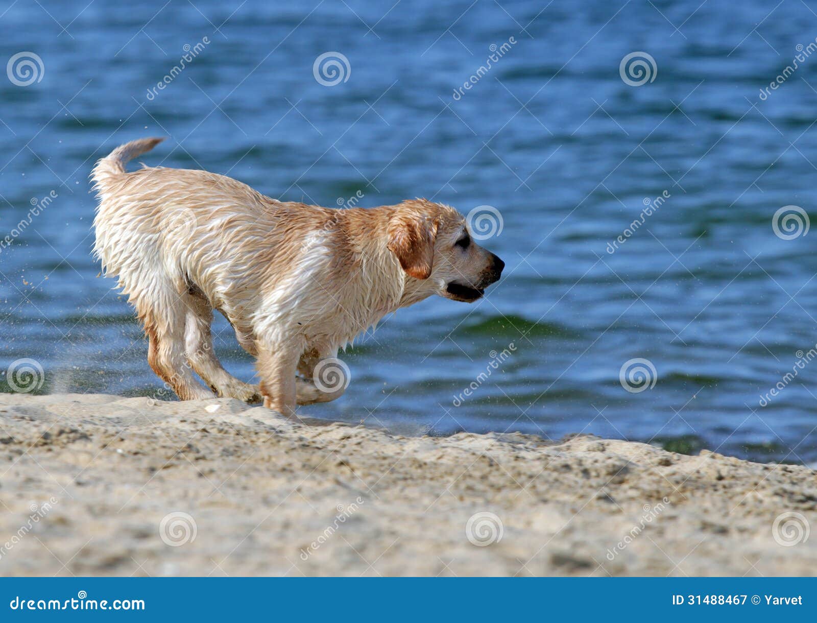 Funzionamento Giallo Di Labrador Al Mare Immagine Stock - Immagine di ...