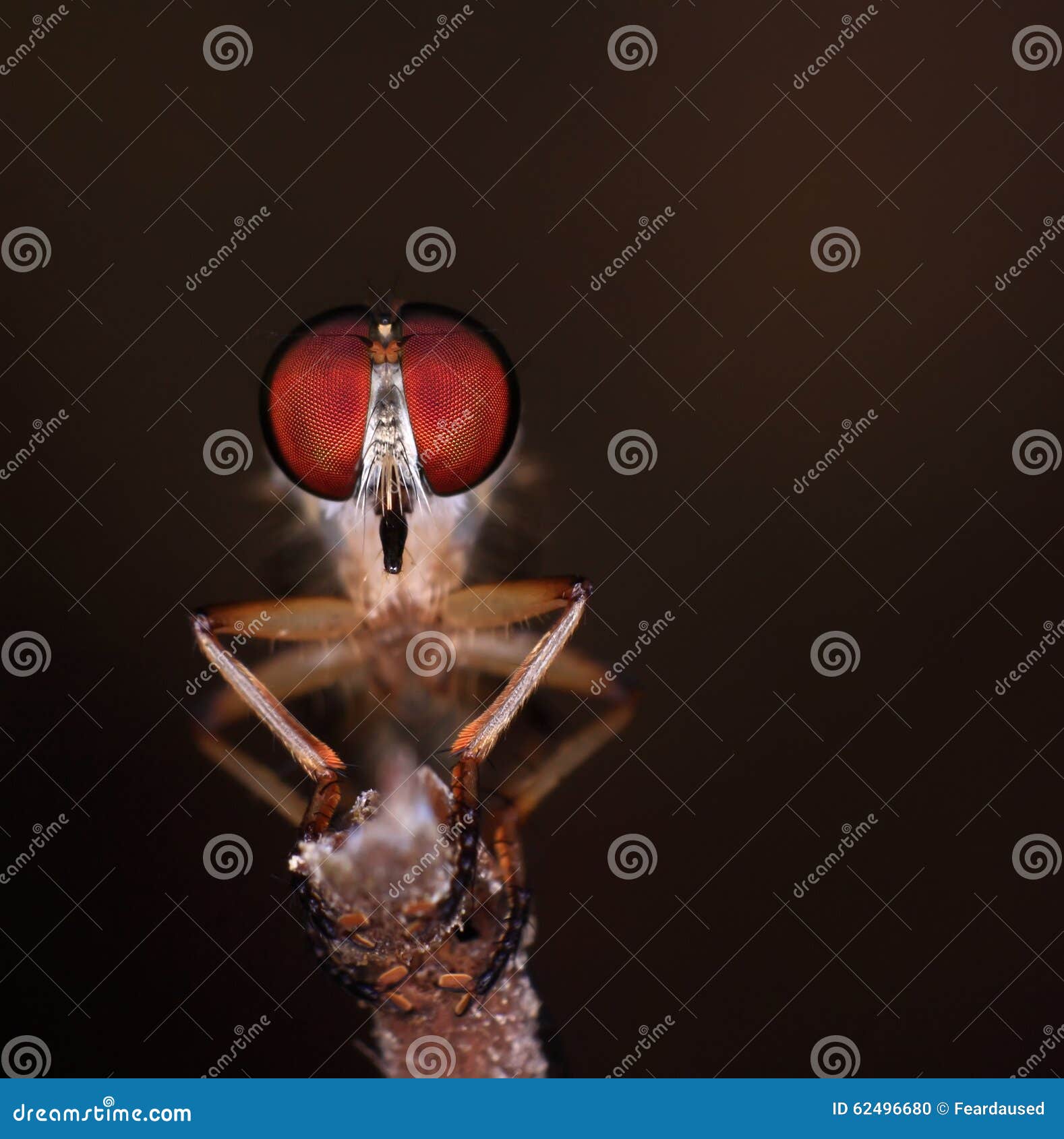 Fuoco Di Robberfly (leggermente Defocused, Morbido E Primo Piano ...