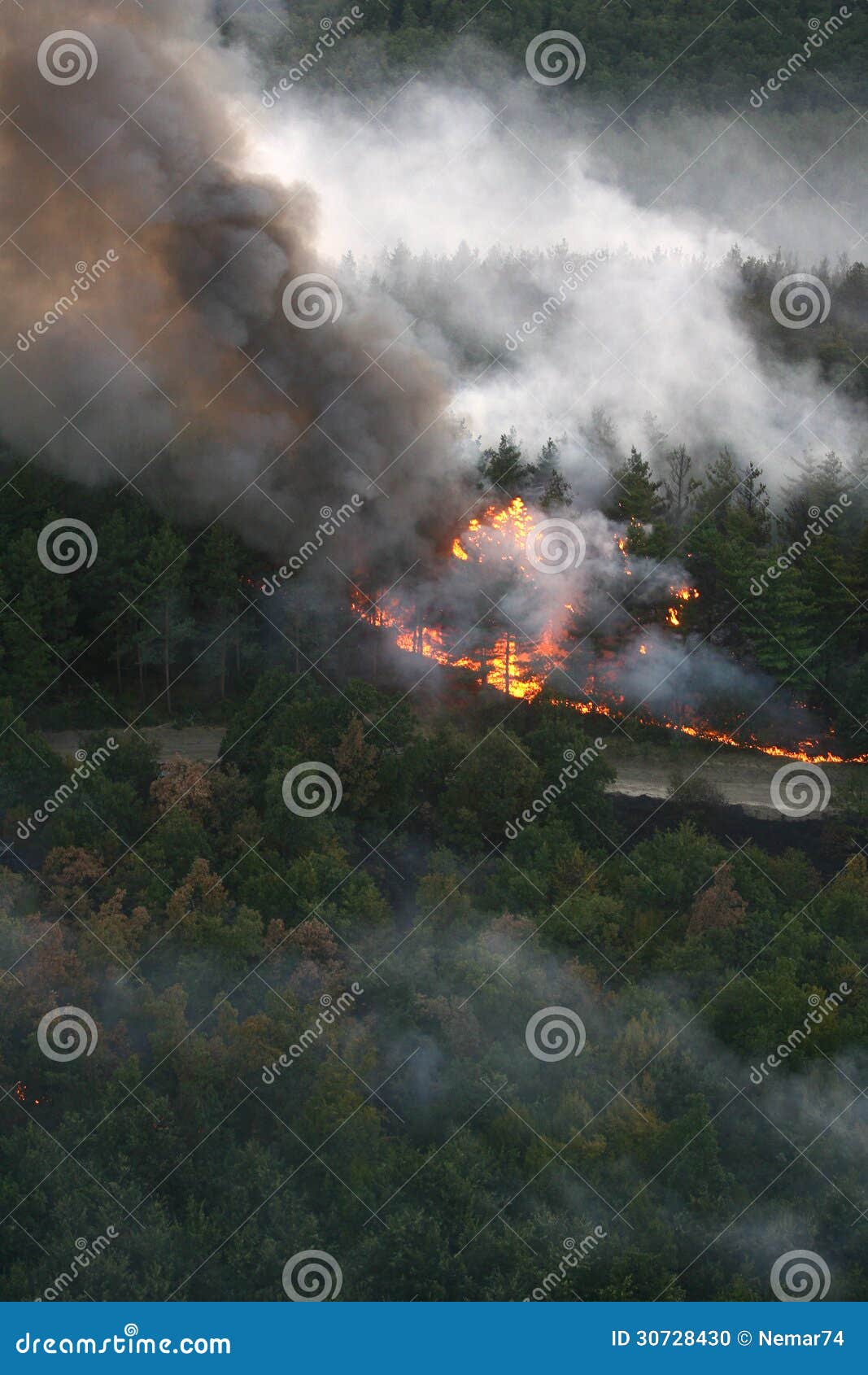 Fuoco Nella Foresta Dell'incendio Violento Immagine Editoriale ...