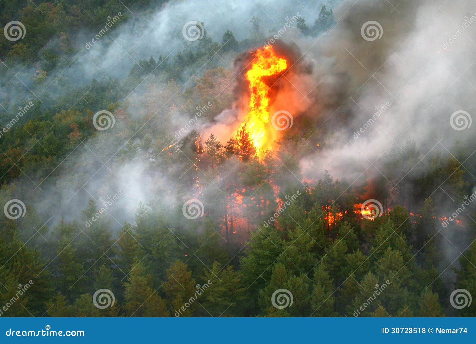 Fuoco Nella Foresta Dell'incendio Violento Fotografia Stock Editoriale ...