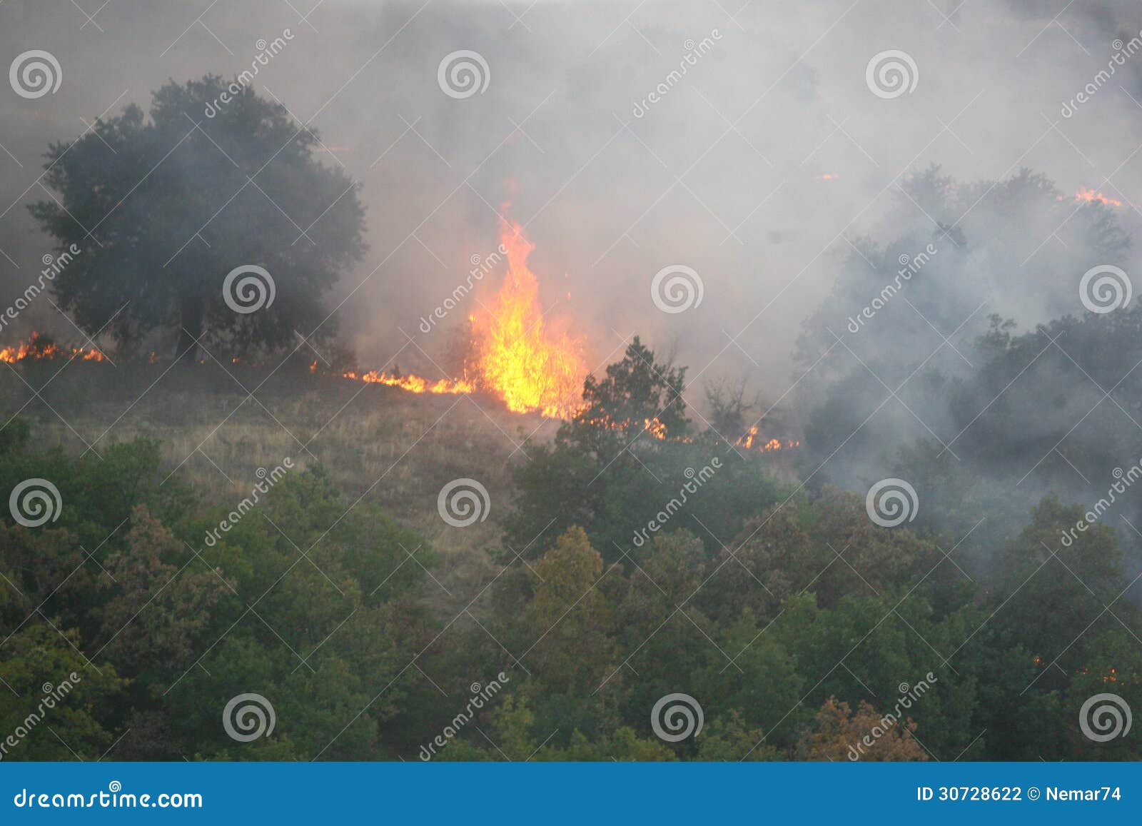 Fuoco Nella Foresta Dell'incendio Violento Fotografia Editoriale ...
