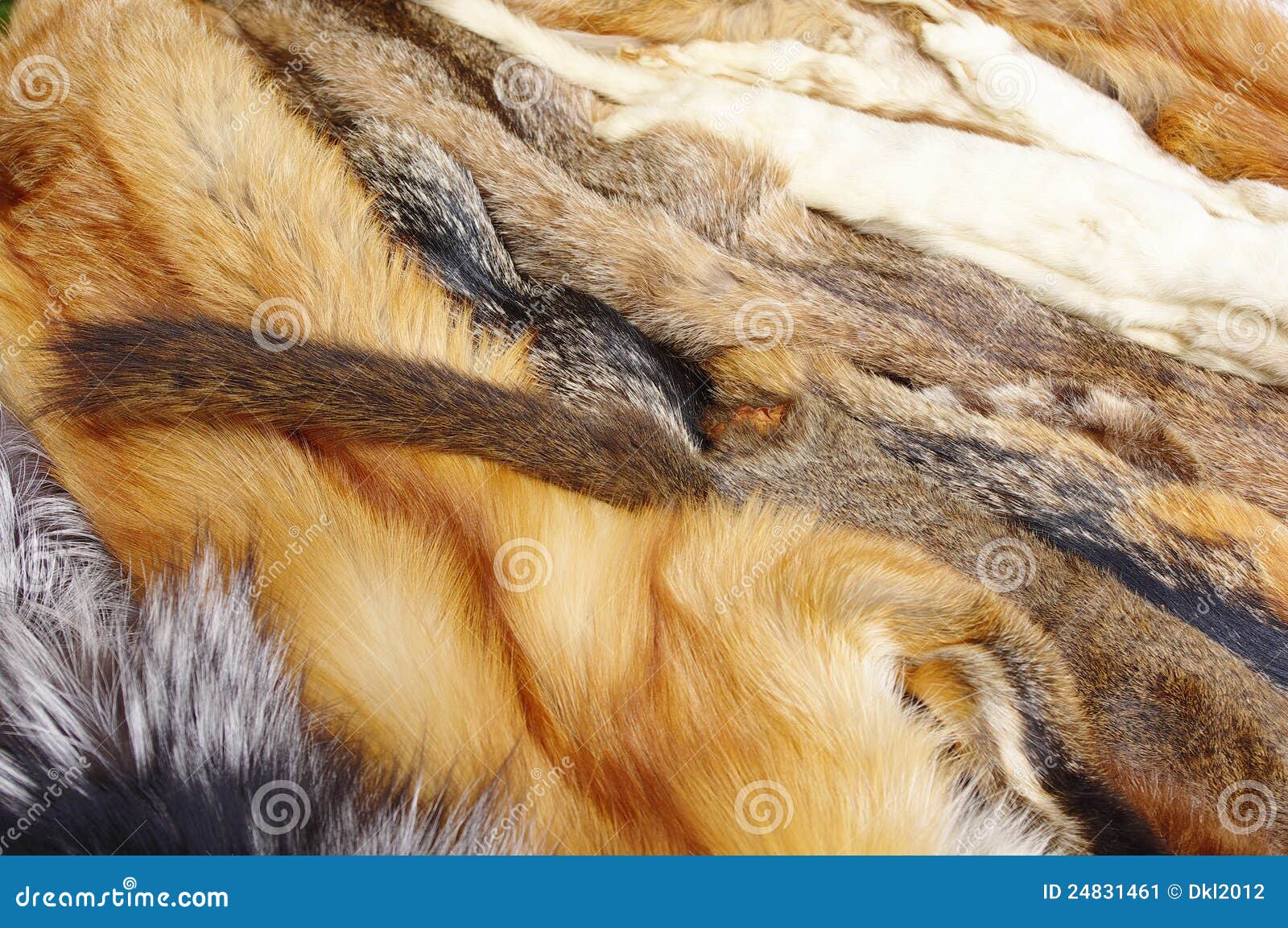 Fur stock image. Image of squirrel, white, pelts, texture - 24831461