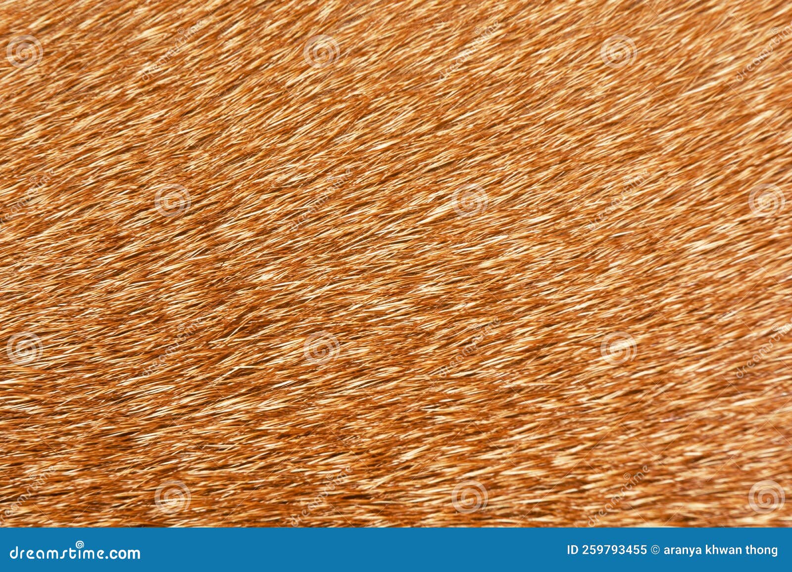 Fur Animal Brown Textures & Patterns Abstract Fur for Background Stock ...