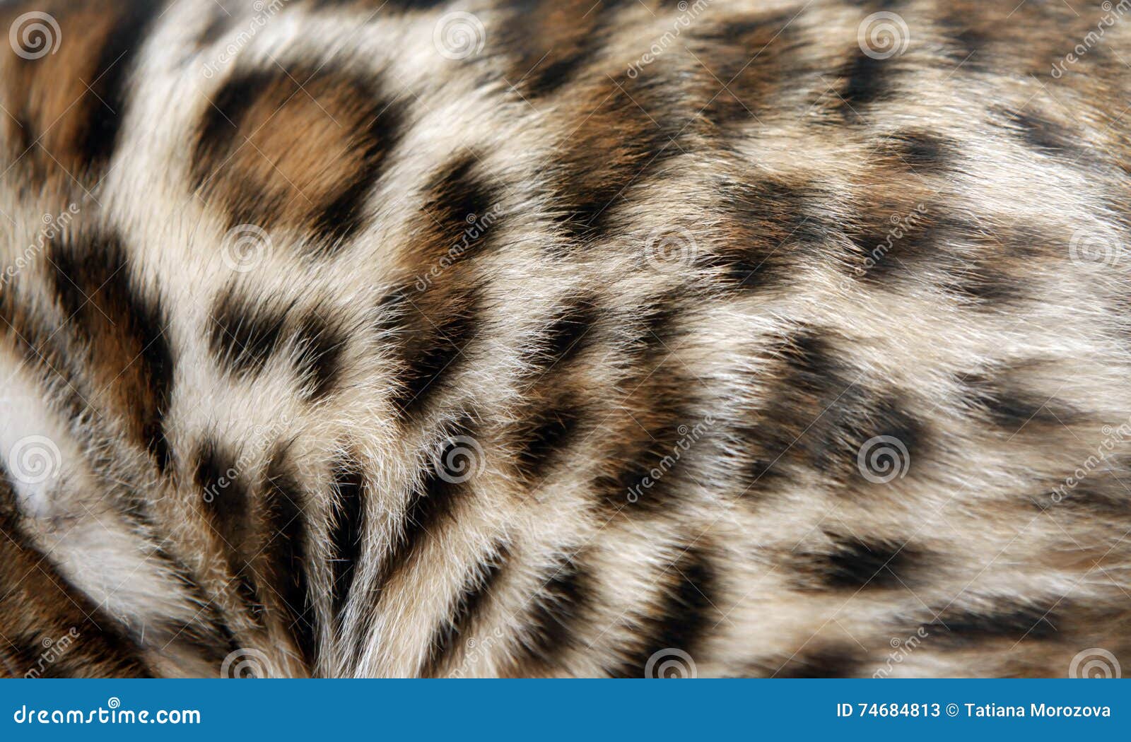 Fur Bengal cat stock image. Image of color, abstract - 74684813