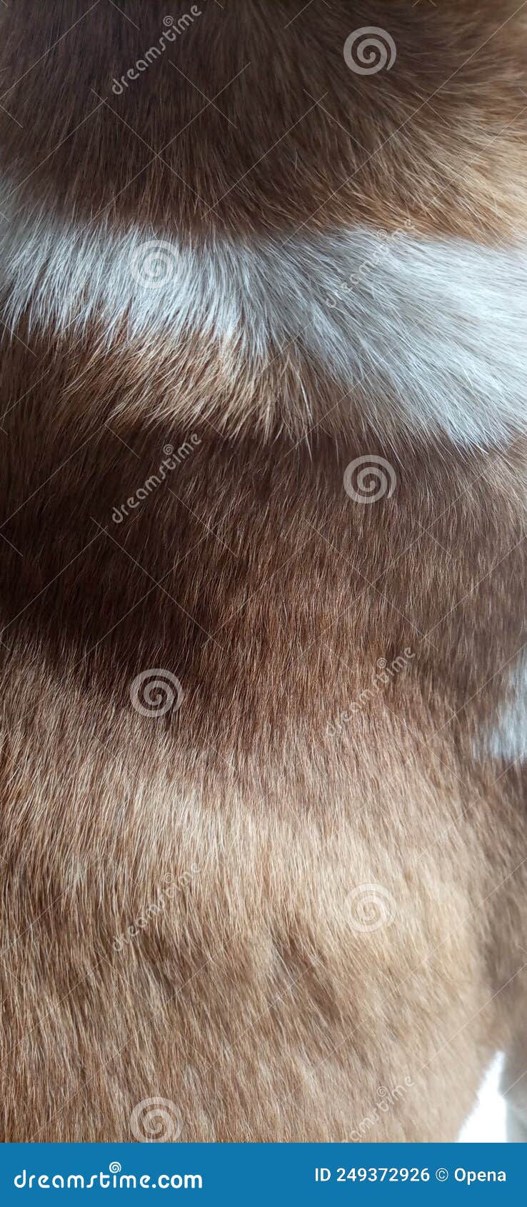 Fur of a Brown White Dog Puspin Stock Photo - Image of face, hairstyle ...