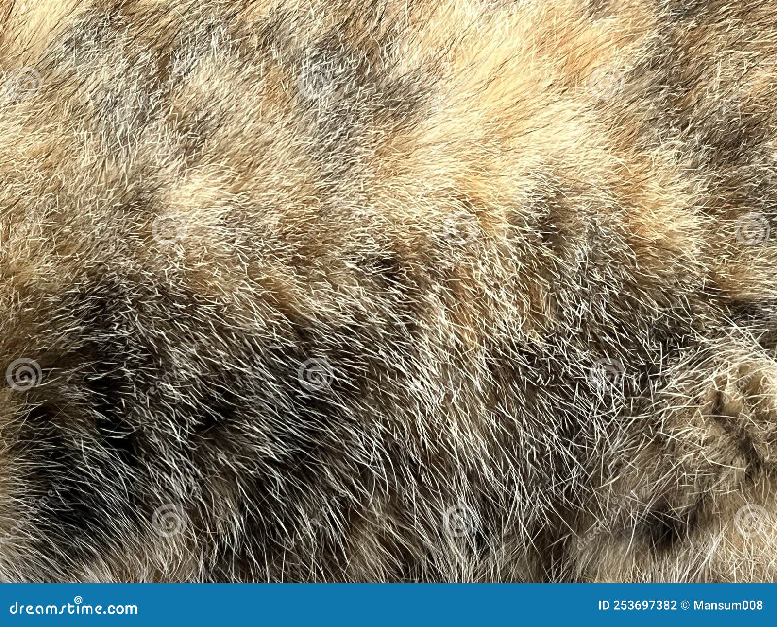 Fur cat texture stock photo. Image of beautiful, natural - 253697382