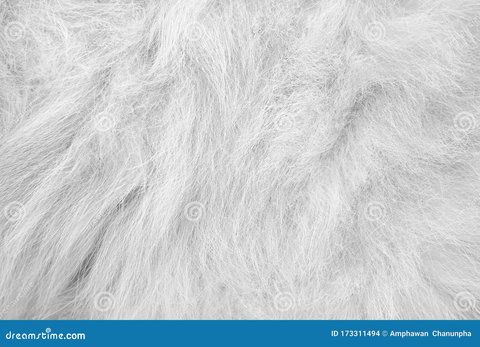 Fur Cat White Gray Texture Patterns Abstract Background Stock Photo ...