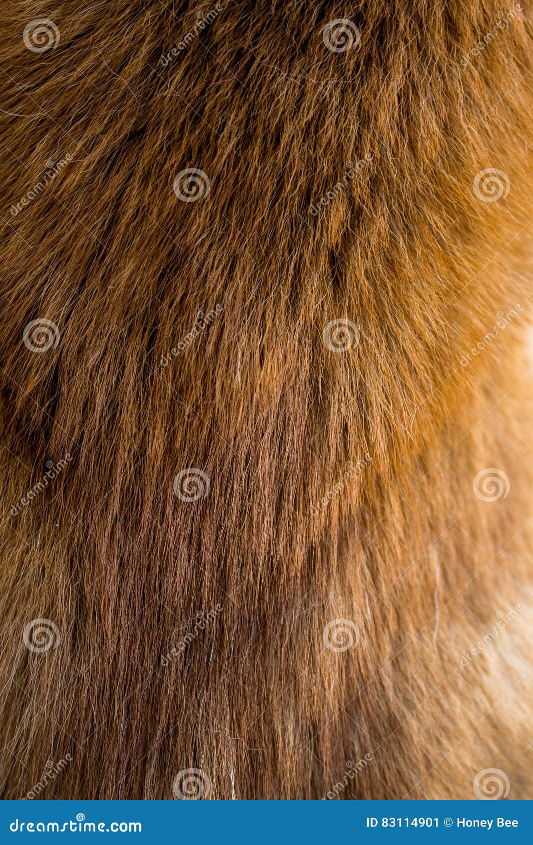 Fur in close up stock image. Image of texture, animal - 83114901