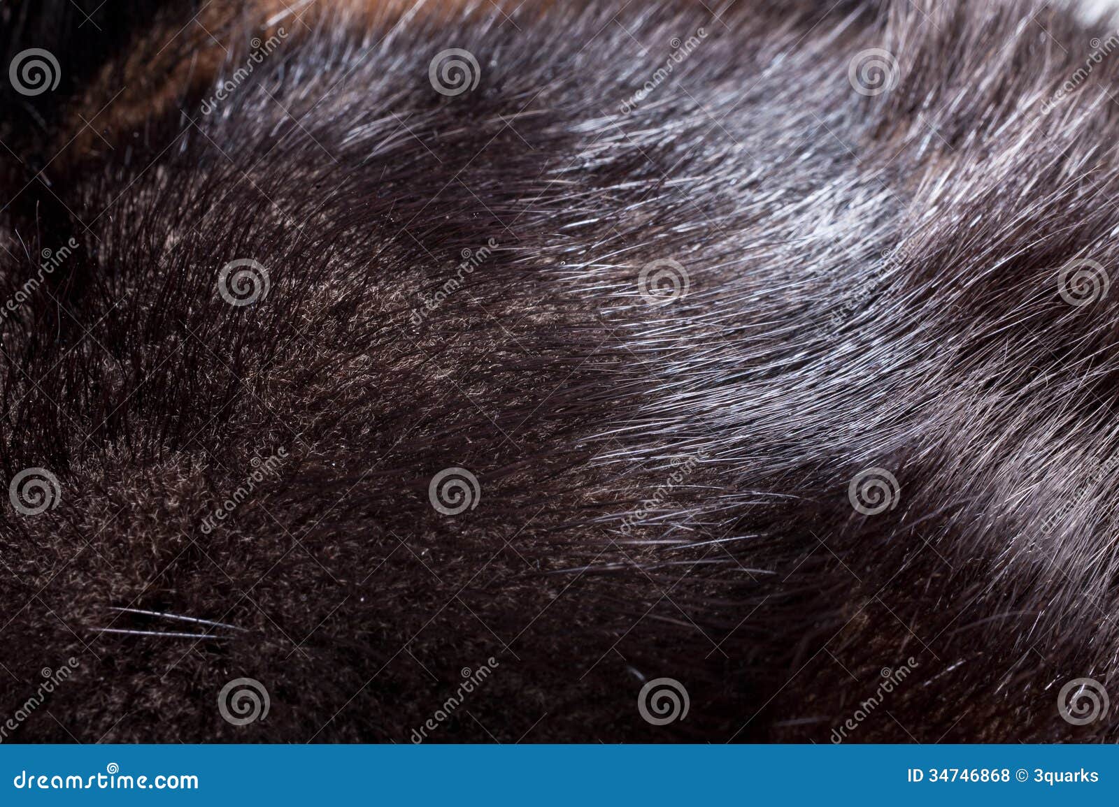 Fur stock photo. Image of hairy, closeup, coat, close - 34746868