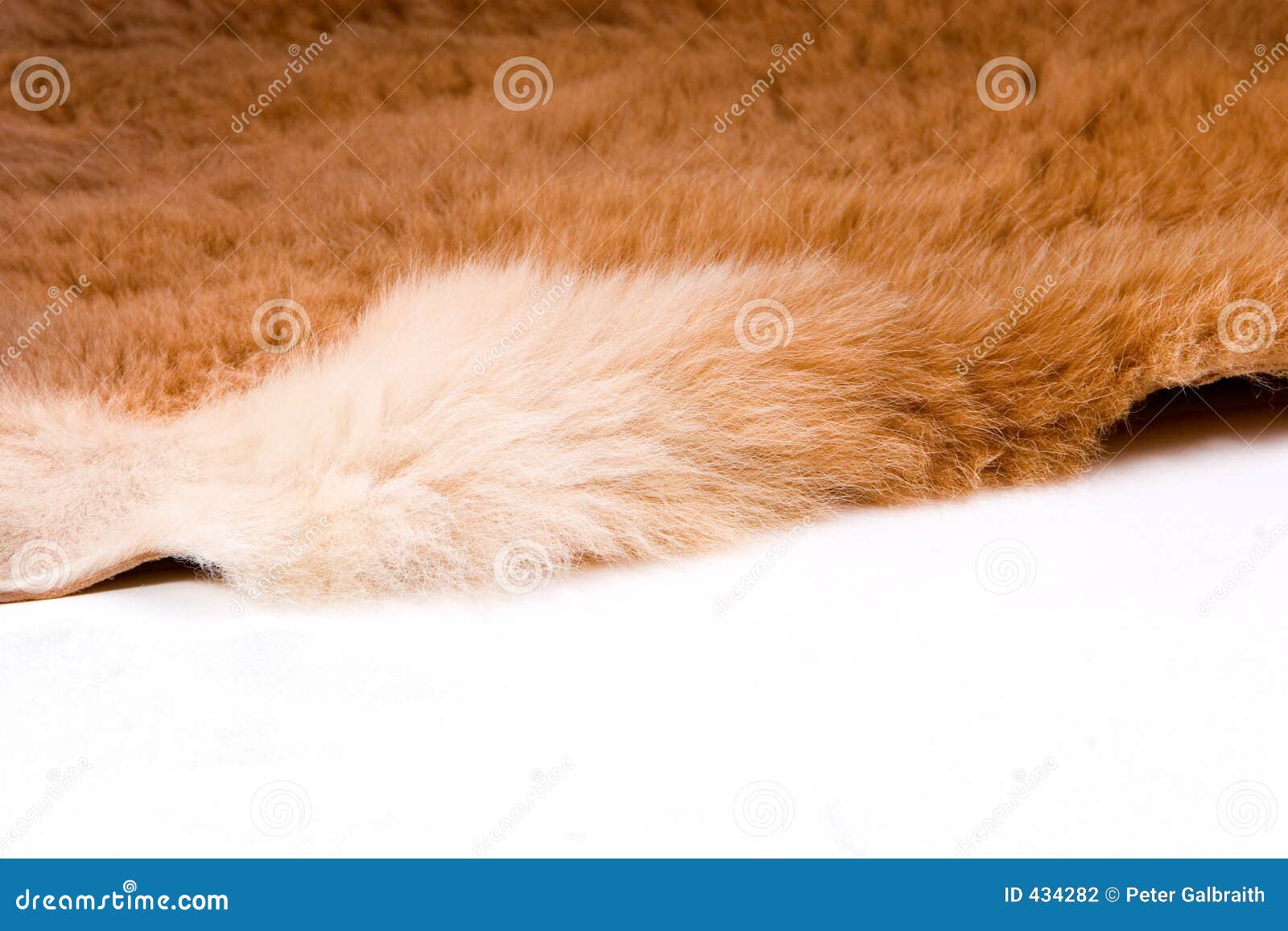 Fur edge stock photo. Image of soft, fleece, rodent, common - 434282