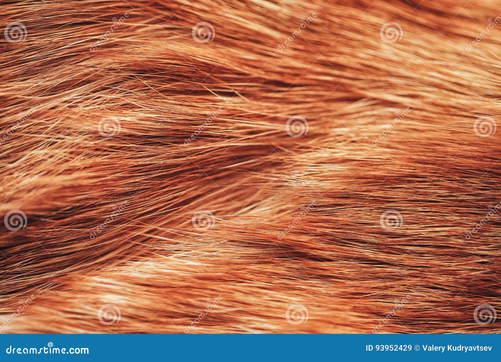 Fur of a Ginger Red Cat Texture Stock Image - Image of domestic, kitten ...