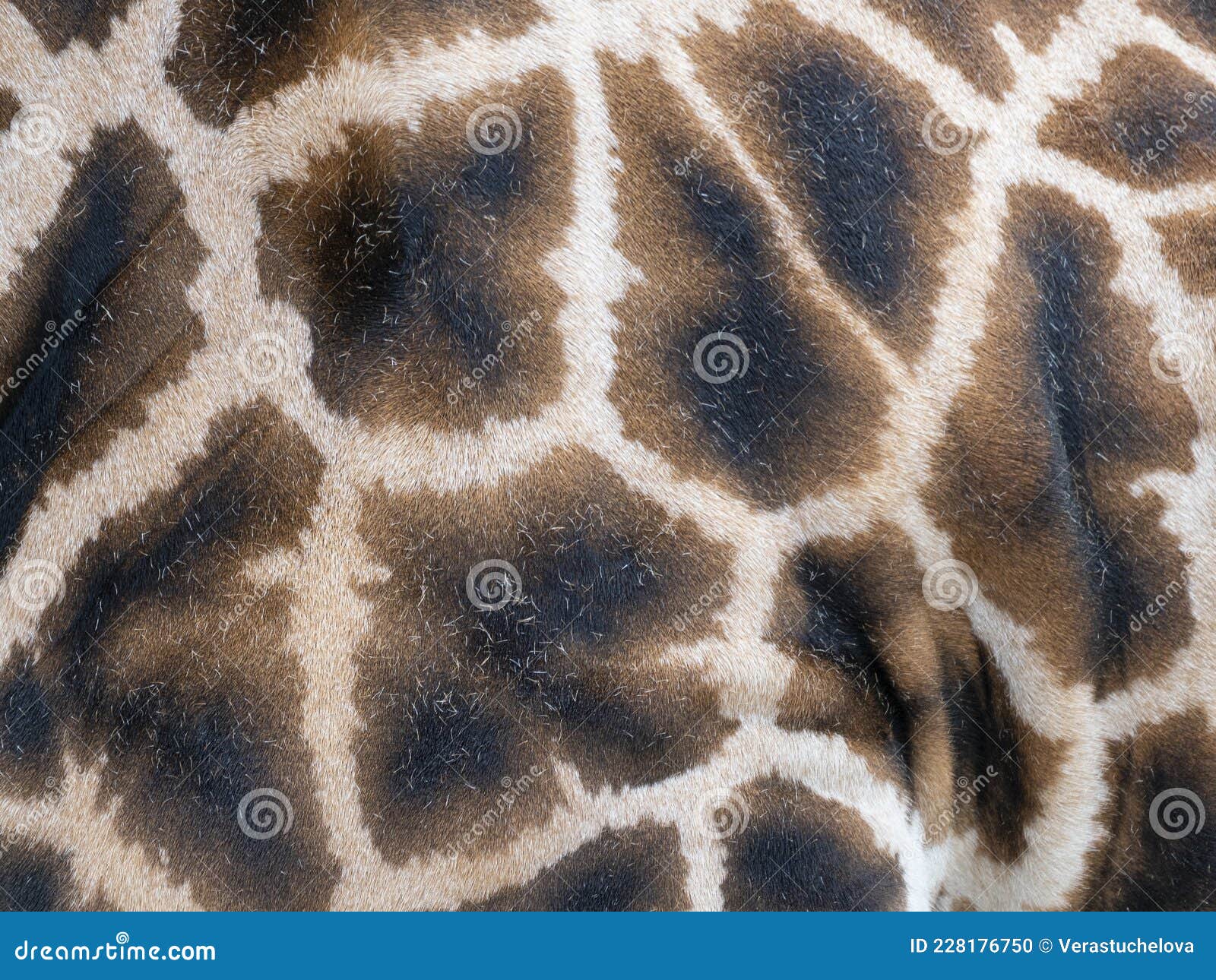 A fur of giraffe - texture stock photo. Image of pattern - 228176750