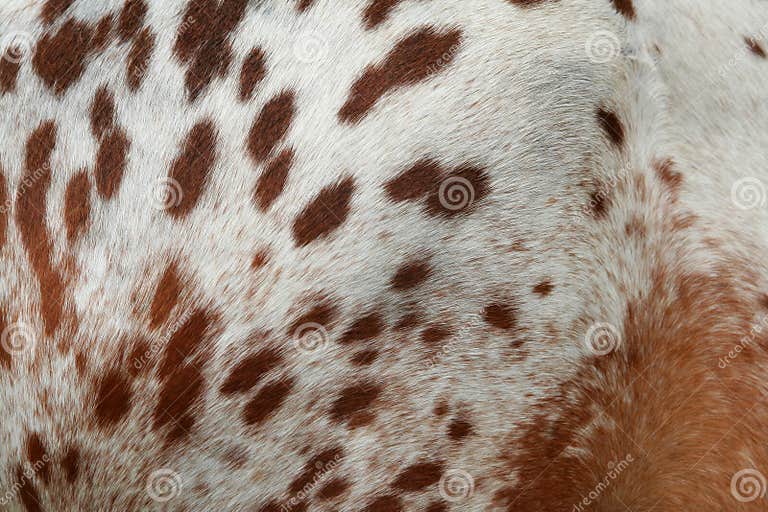 Fur of horse stock photo. Image of animal, spot, motley - 1222384