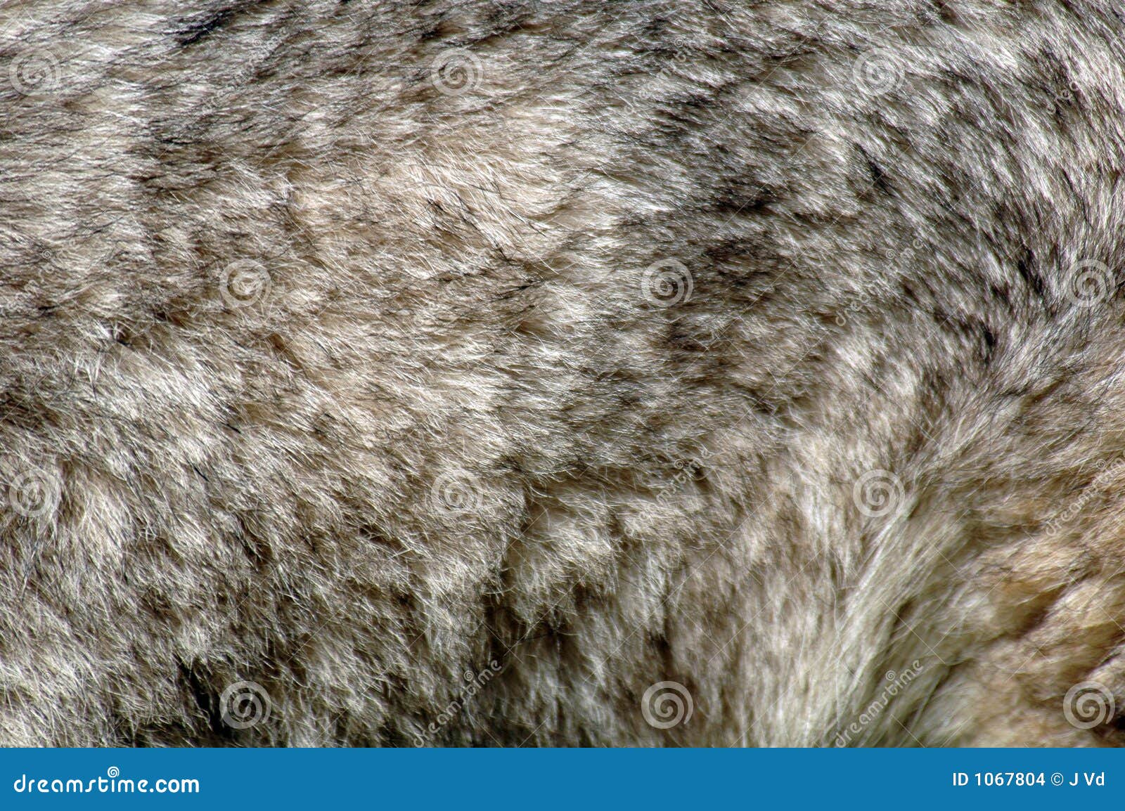 Fur Husky Picture. Image: 1067804