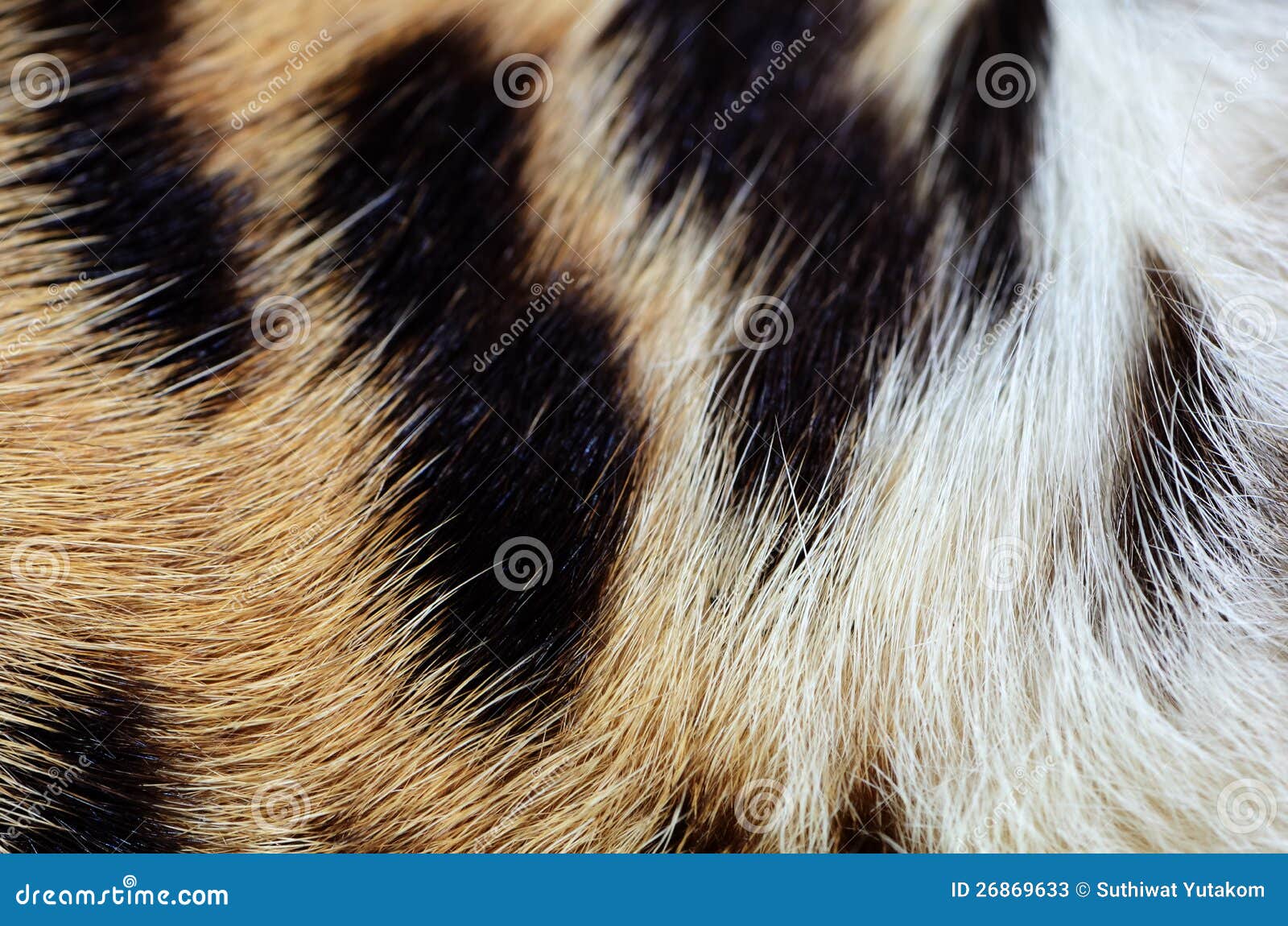Fur of the leopard stock image. Image of fuzz, nature - 26869633