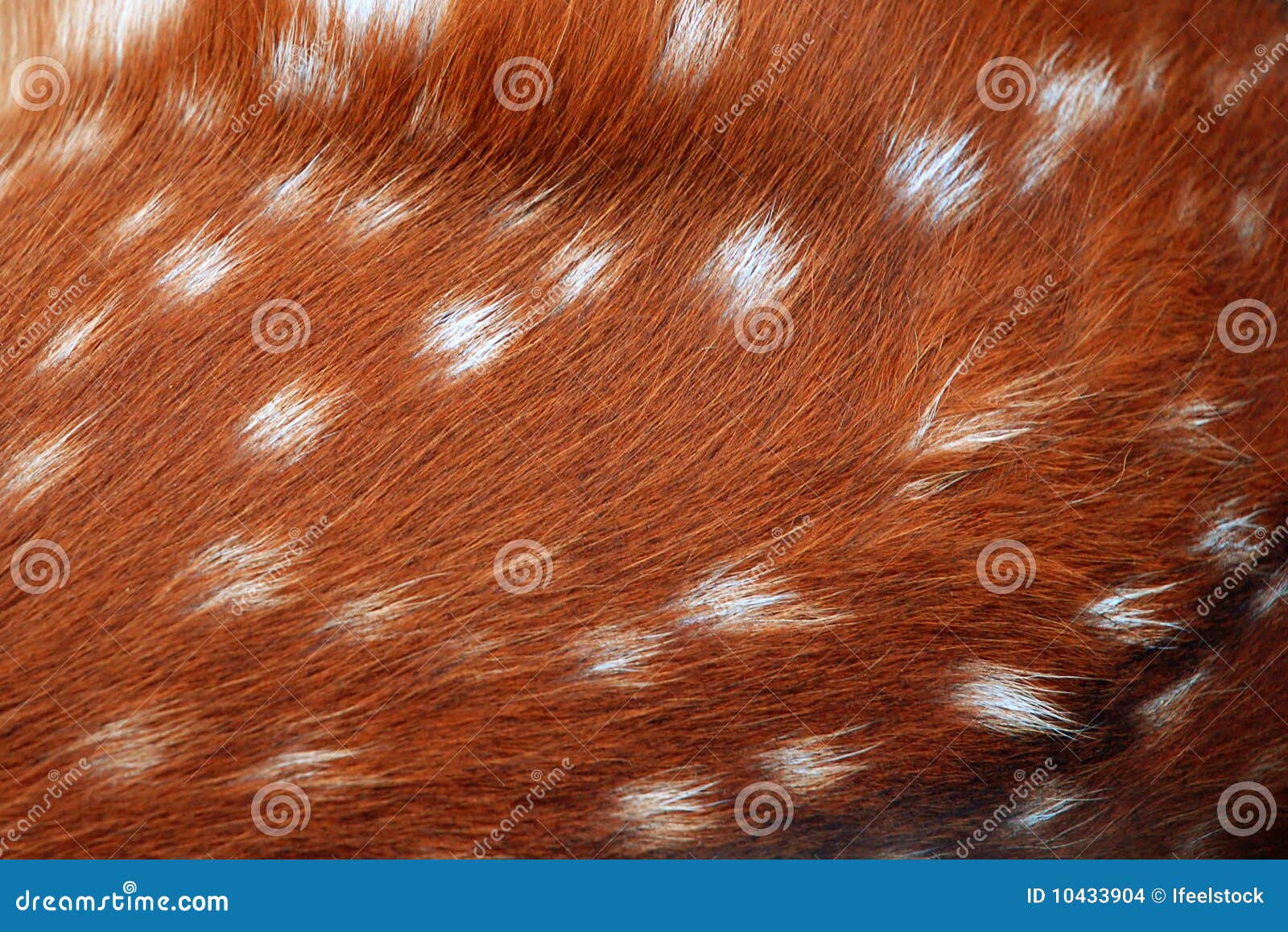 Fur pattern stock photo. Image of beauty, background - 10433904